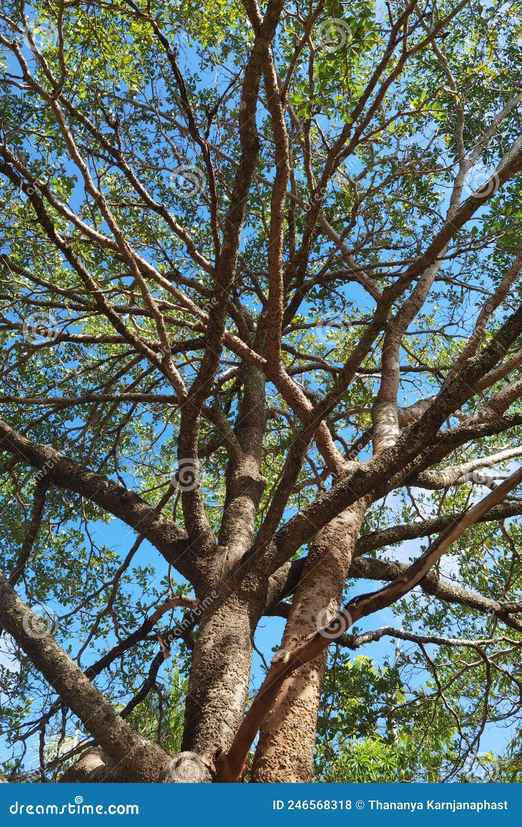 Landscape the big tree stock photo. Image of branch - 246568318