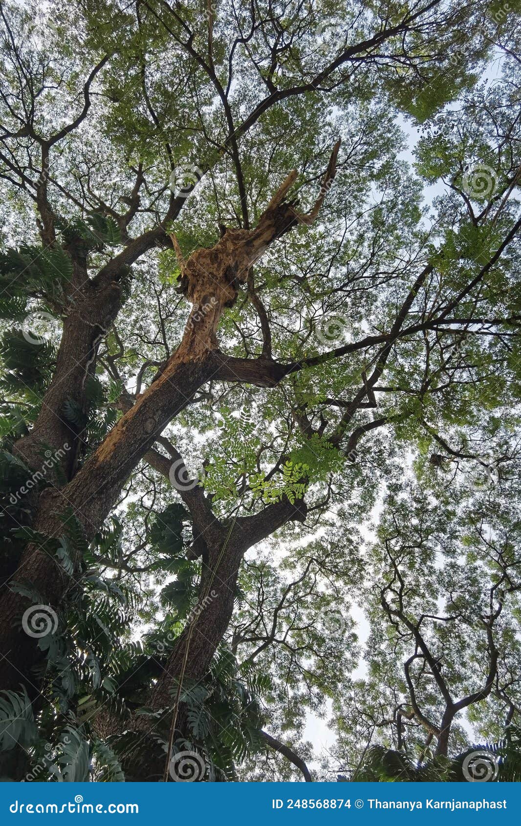 Landscape the big tree stock photo. Image of bright - 248568874