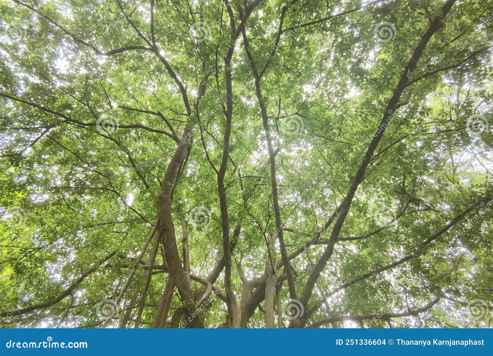 Landscape the big tree stock photo. Image of scenic - 251336604