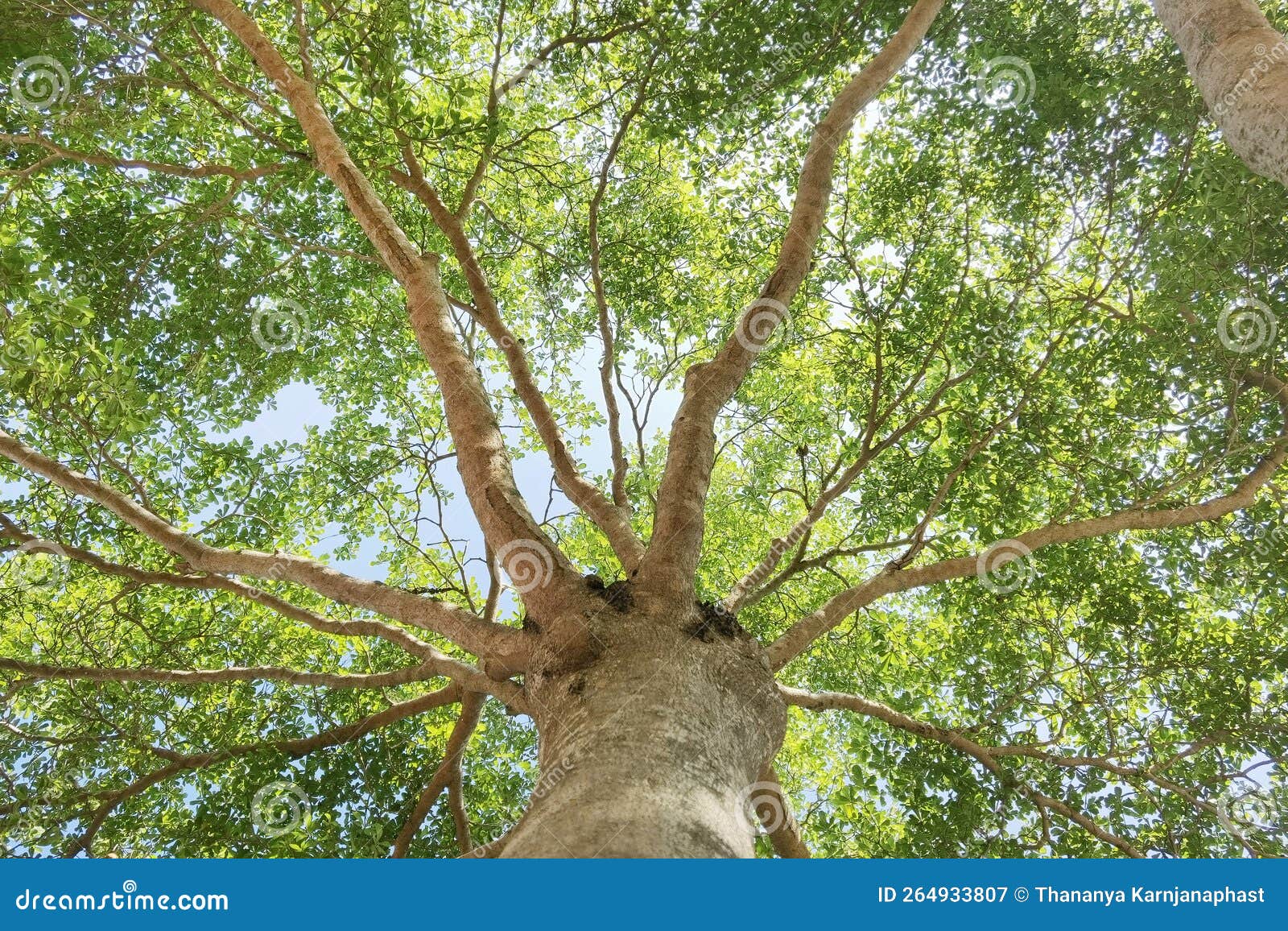 Landscape the big tree stock image. Image of green, background - 264933807