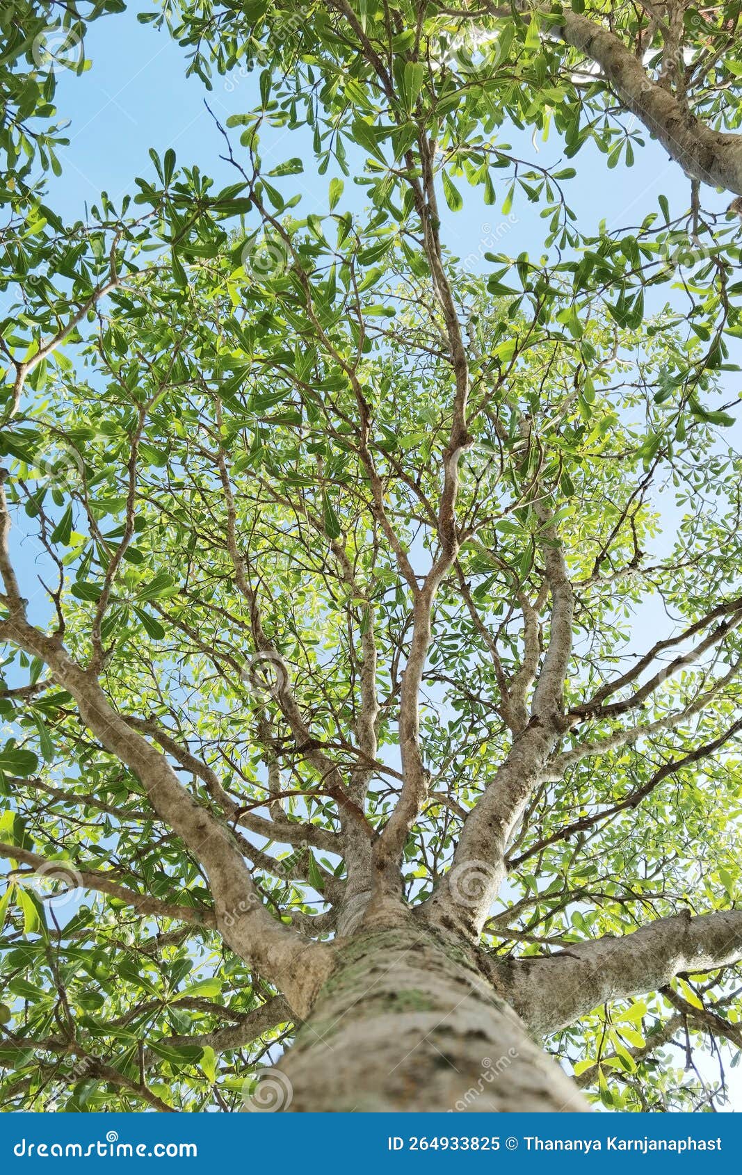 Landscape the big tree stock image. Image of leaf, scenic - 264933825
