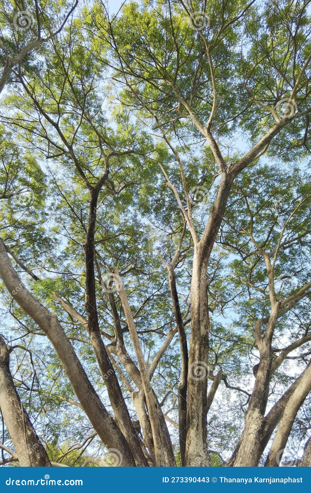 Landscape the big tree stock image. Image of scenic - 273390443