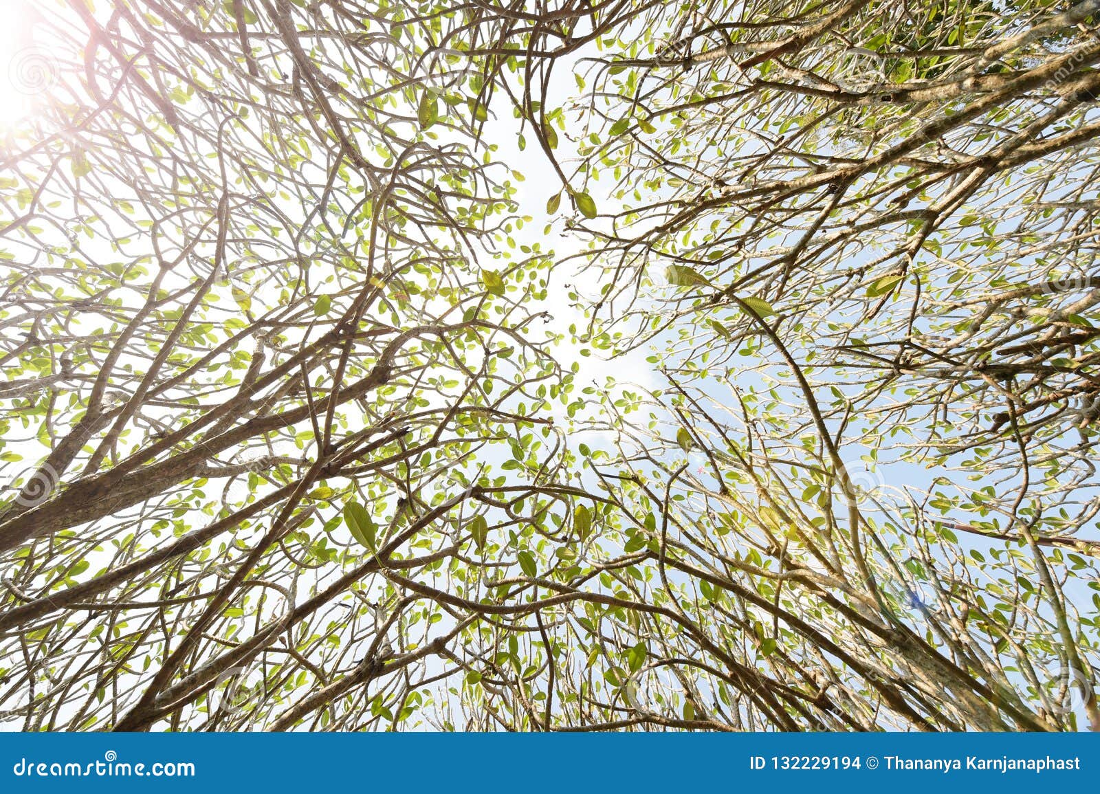 Landscape the big tree stock photo. Image of nature - 132229194