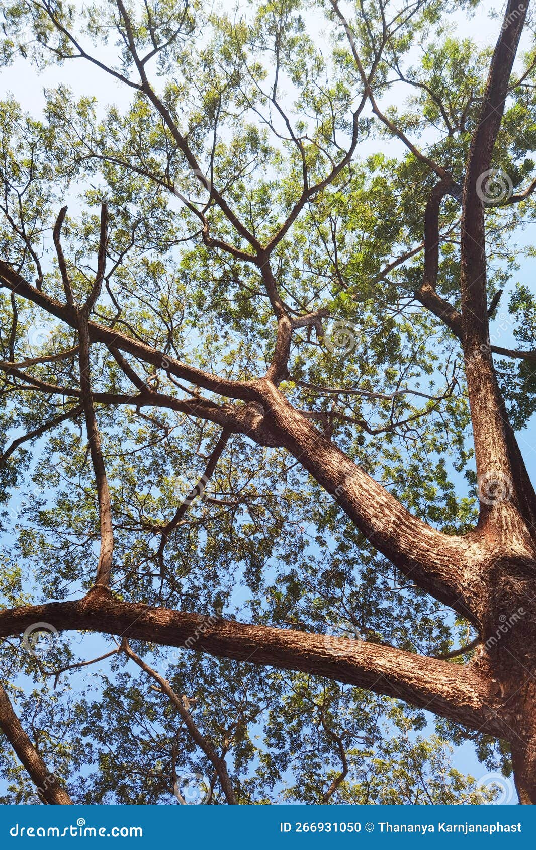 Landscape the big tree stock photo. Image of abstract - 266931050