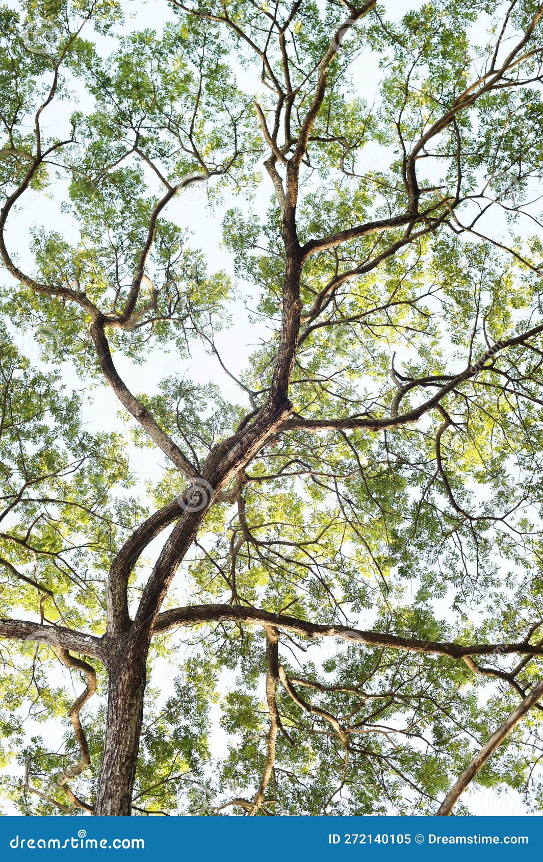 Landscape the big tree stock image. Image of abstract - 272140105