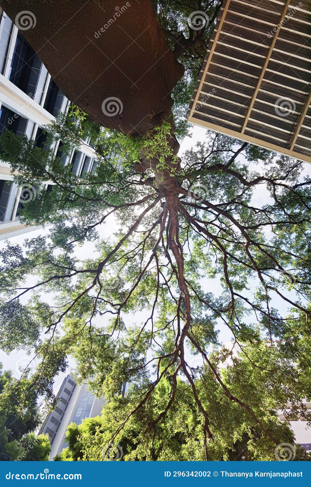 Landscape the big tree stock photo. Image of sunlight - 296342002