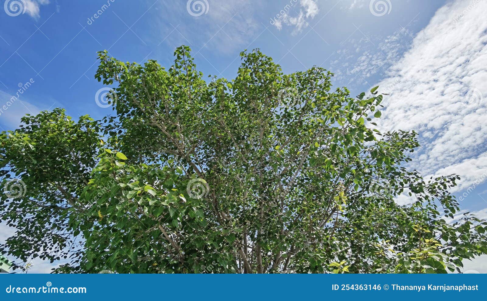 Landscape the big tree stock photo. Image of abstract - 254363146