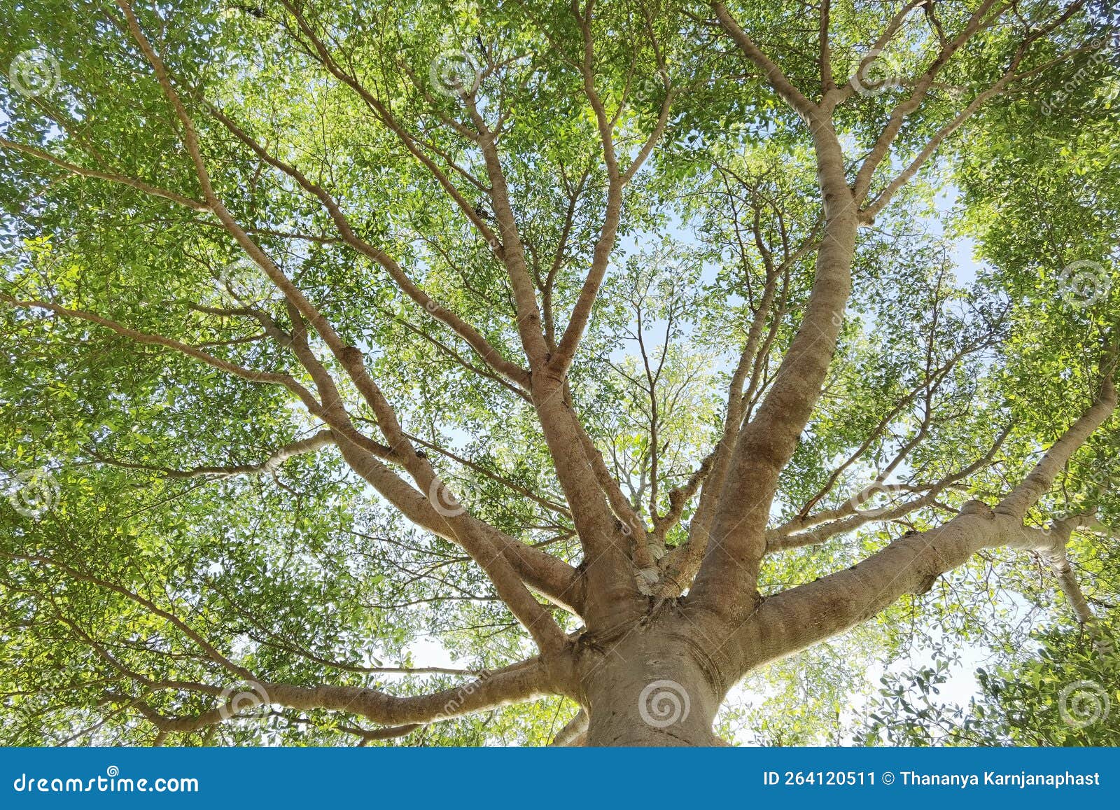 Landscape the big tree stock image. Image of tree, asia - 264120511