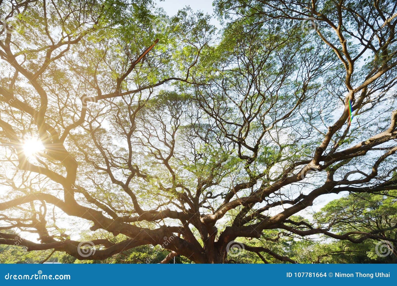 Landscape the big tree stock photo. Image of life, backgrounds - 107781664