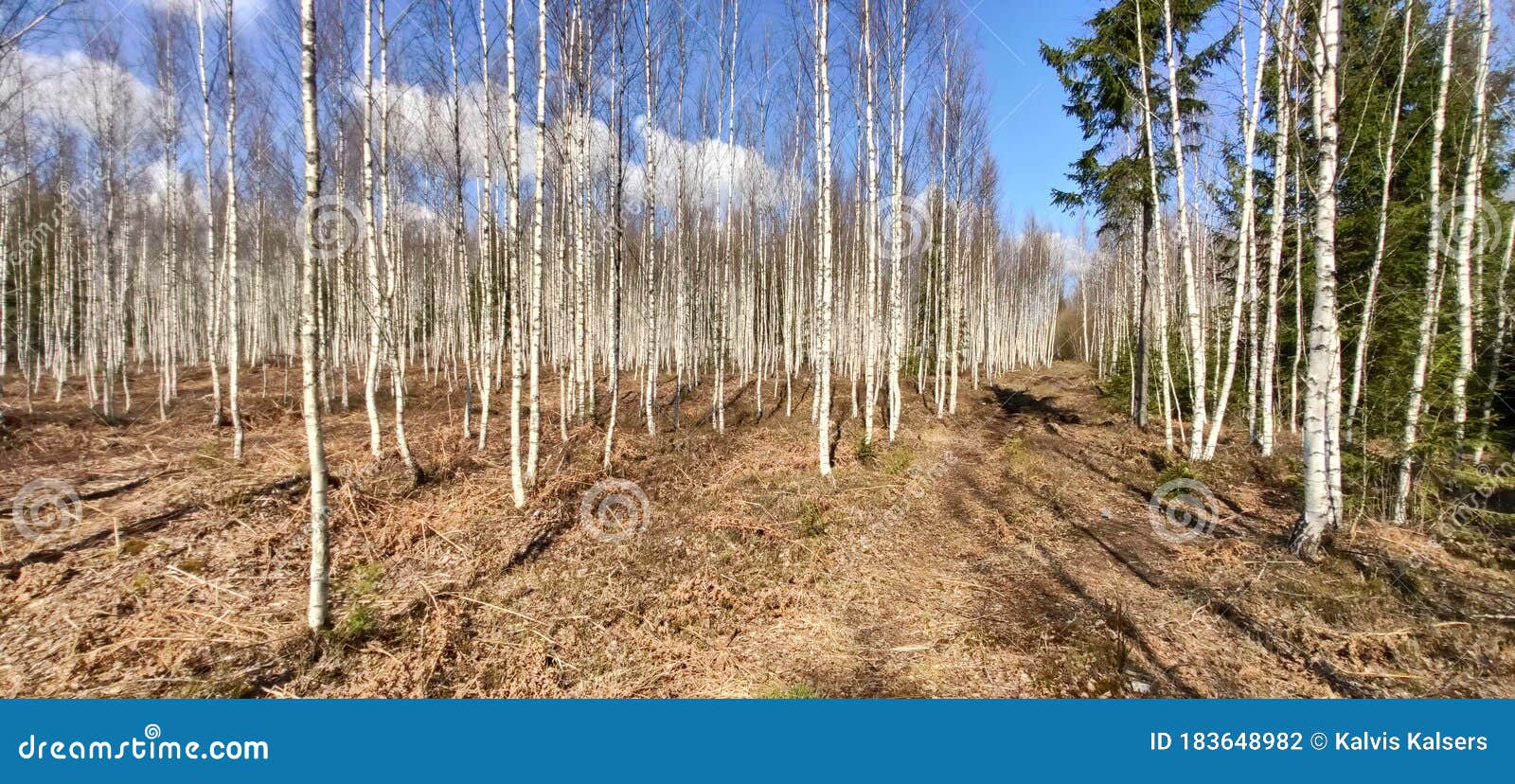 Landscape of Birch Grove with Young Trees Stock Photo - Image of grove ...