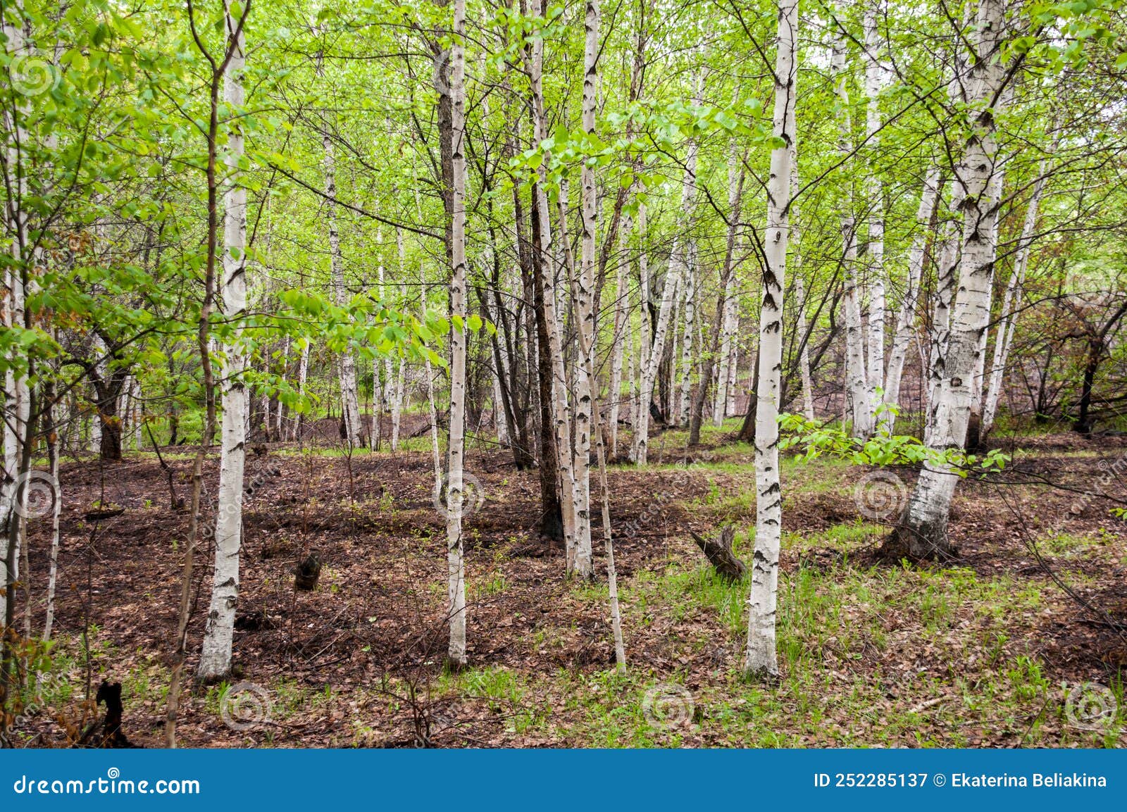 Landscape Birch Trees in a Birch Grove in Spring Stock Image - Image of ...