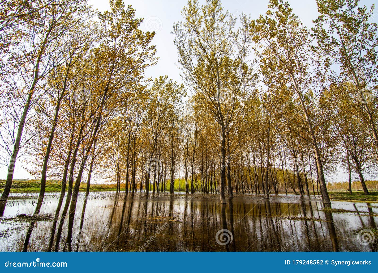 Landscape with Birch Trees in the Water Stock Photo - Image of scenic ...