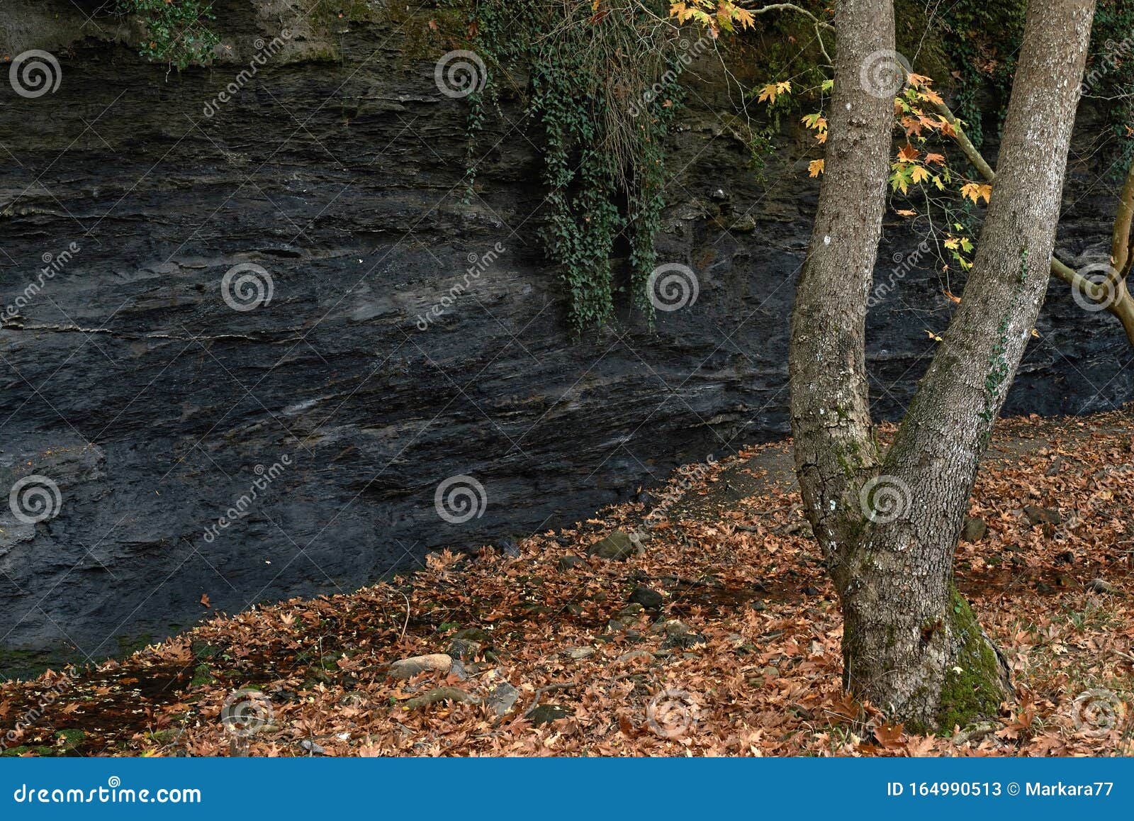 Landscape of Black Rock and Plane Trees Leaves in Autumn Stock Image ...