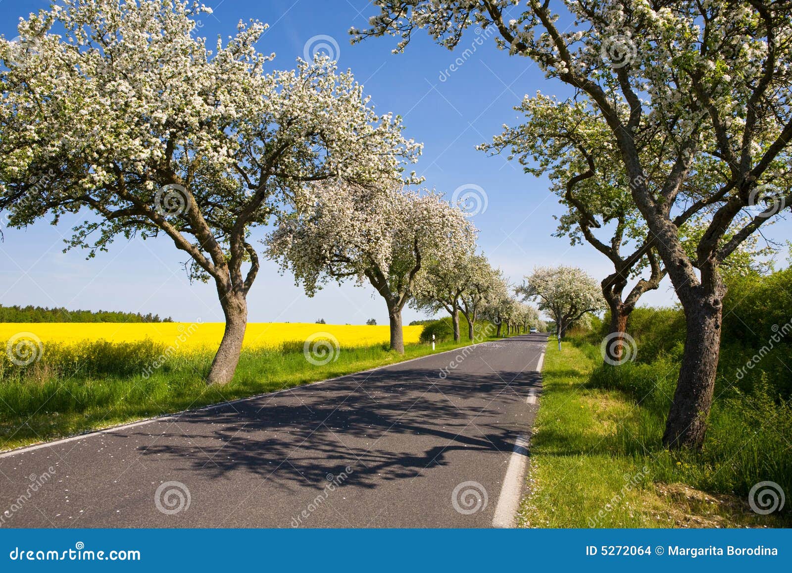 Landscape with Blossom Apple Tree Stock Photo - Image of pasture ...
