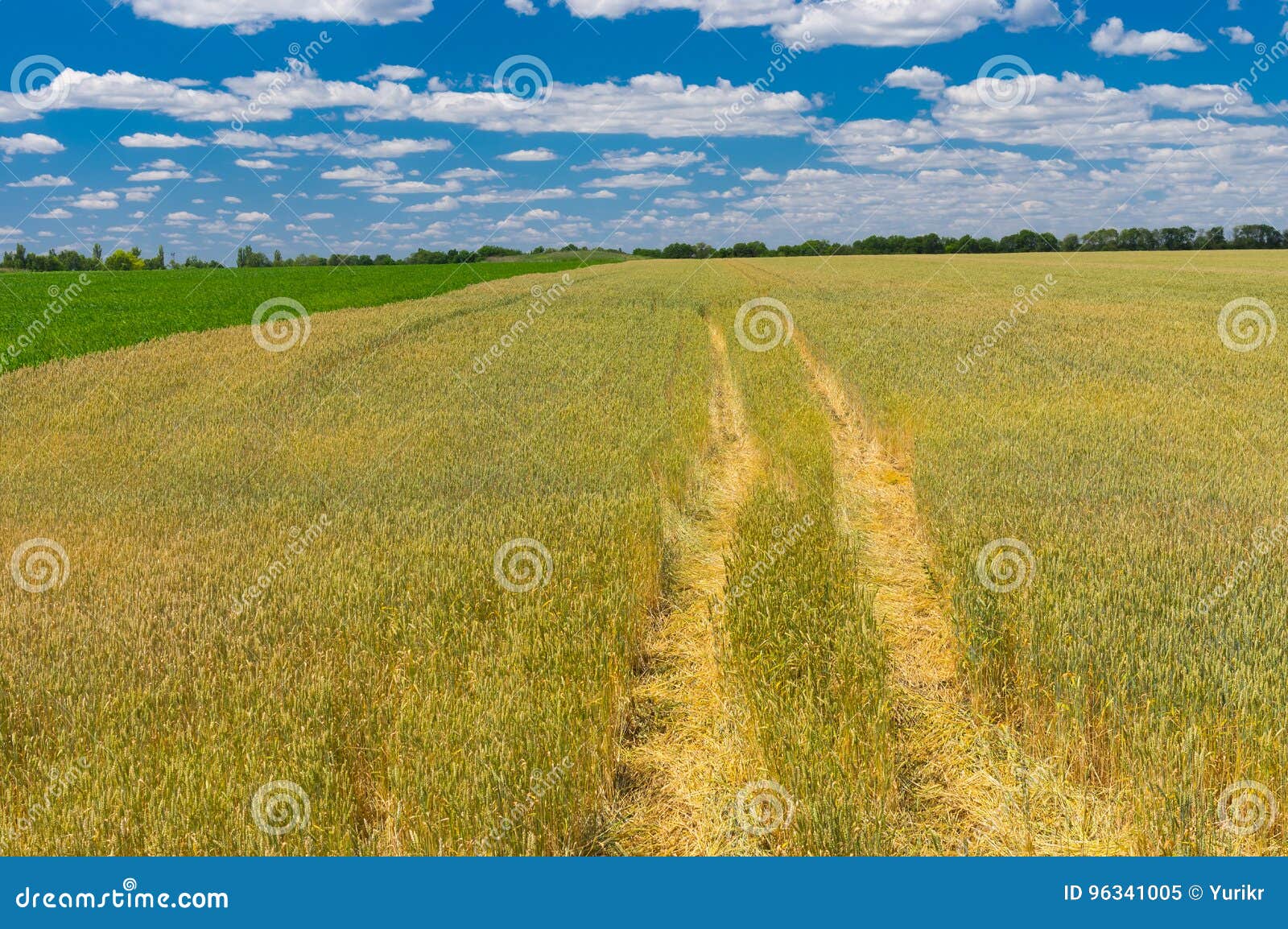 Landscape with Blue Cloudy Sky, Wheat Field and Track Inside, Central ...