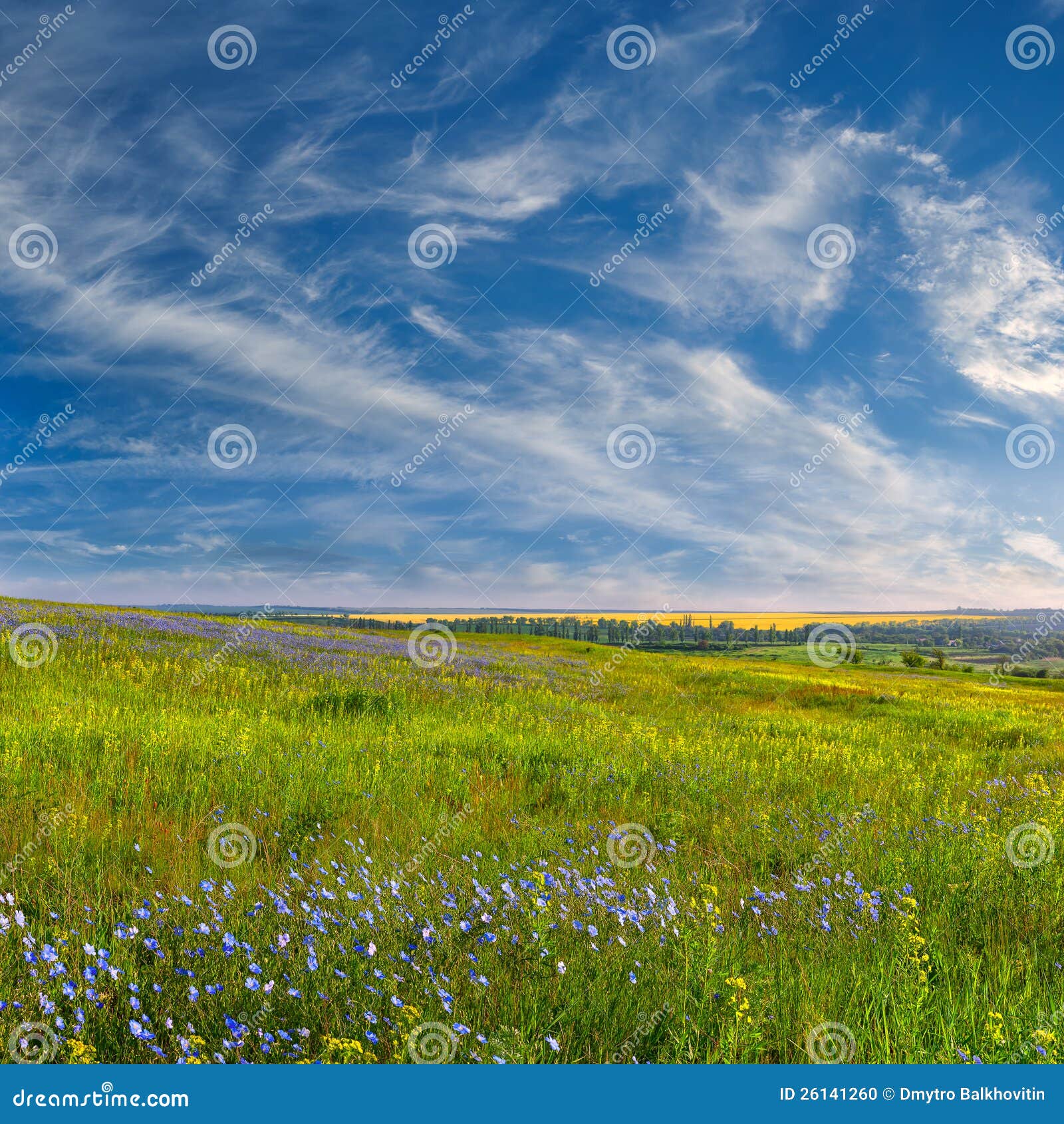 Landscape with blue flower stock photo. Image of dawn - 26141260