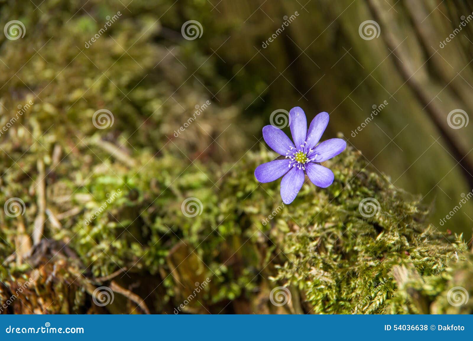 Landscape with Blue Flowers in the Background. Stock Photo - Image of ...