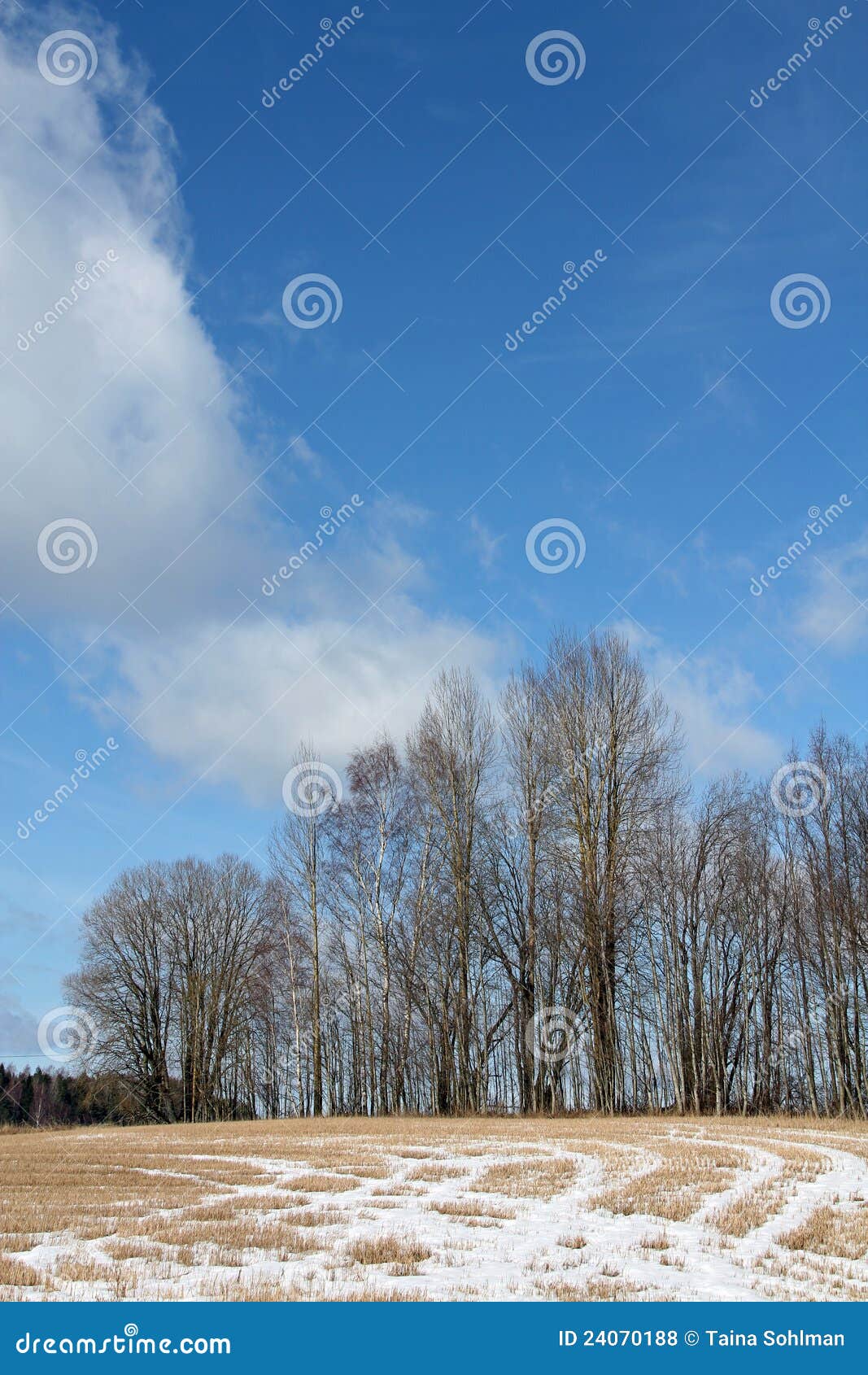Landscape of Blue Skies and Spring Fields Stock Photo - Image of ...