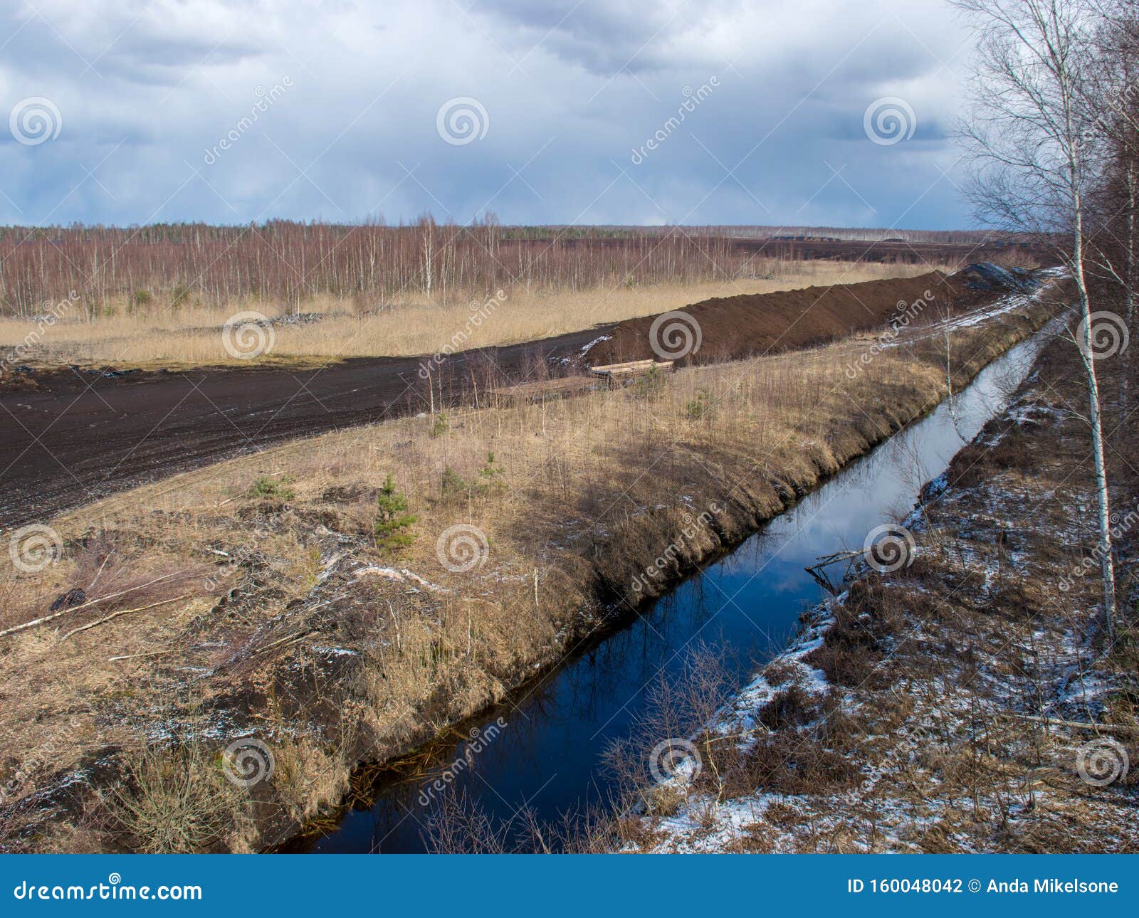 Landscape with Bog Ditch, White Birch Trees Stock Photo - Image of ...