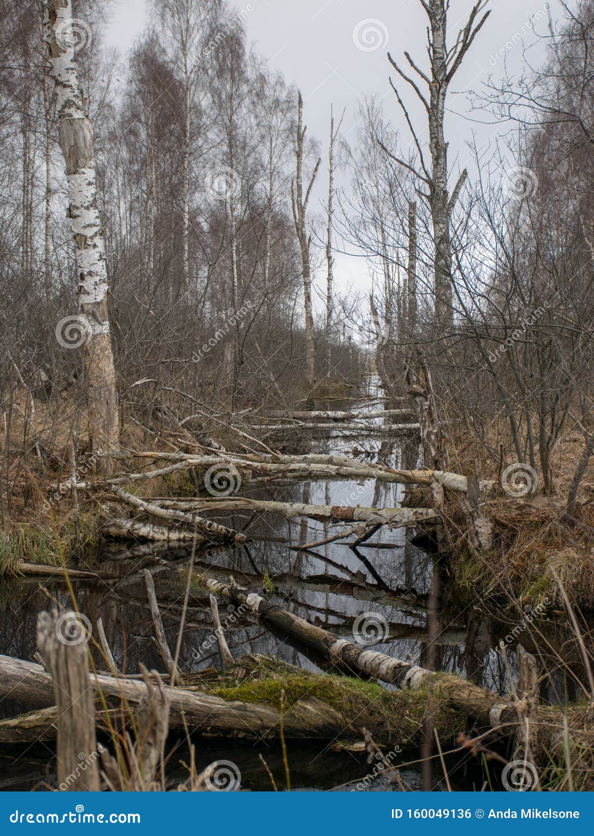 Landscape with Bog Ditch, White Birch Trees Stock Photo - Image of ...