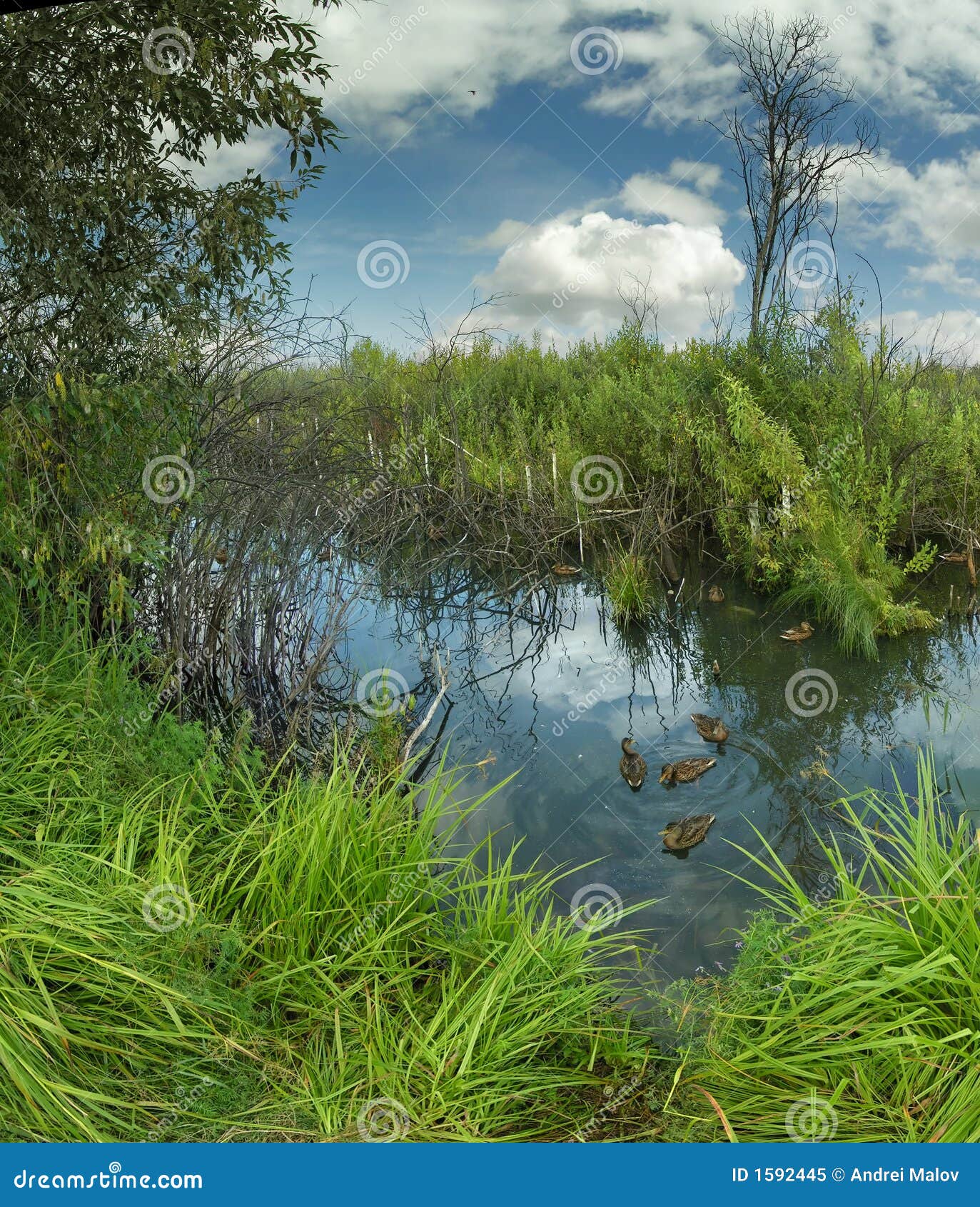 Landscape with bog ducks stock image. Image of green, beauty - 1592445