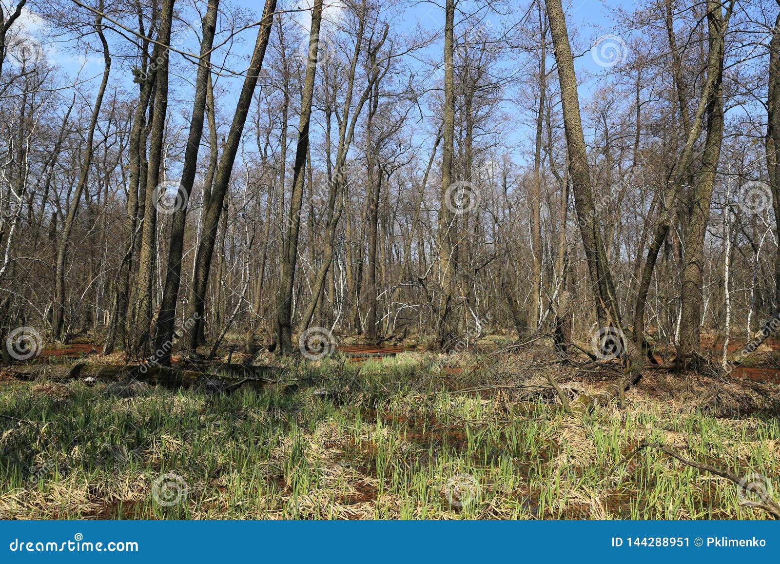 Landscape with Bog in Forest Stock Image - Image of forest, aspen ...