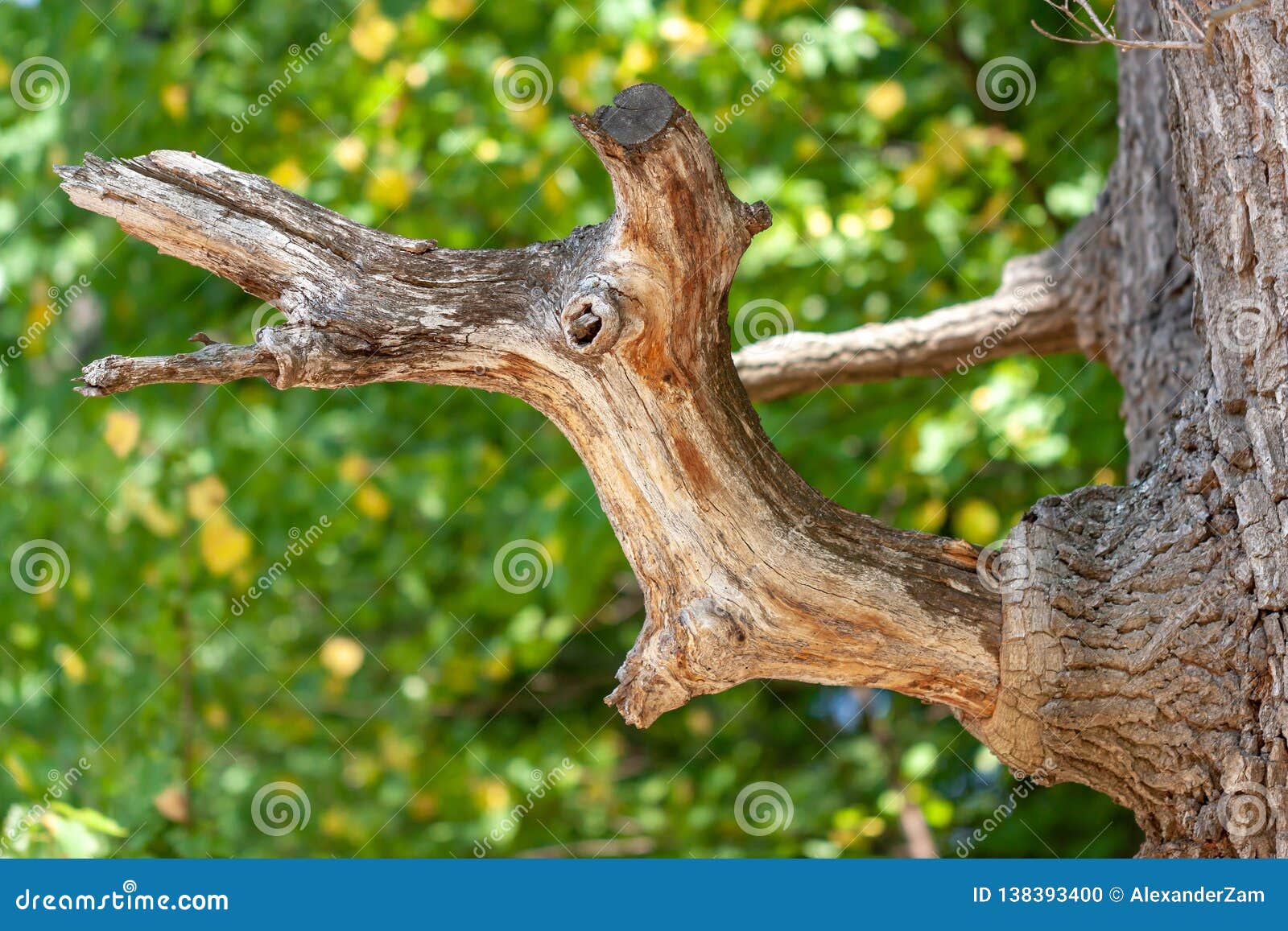 Twig on tree stock photo. Image of wood, tree, forest - 138393400