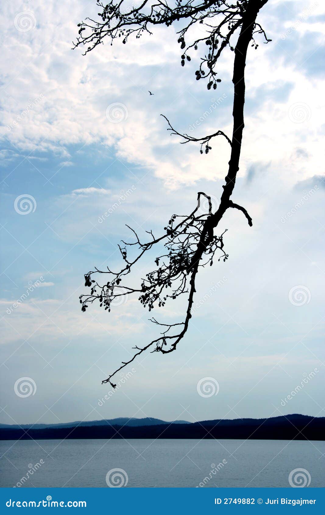 Landscape with a branch. stock photo. Image of landscape - 2749882