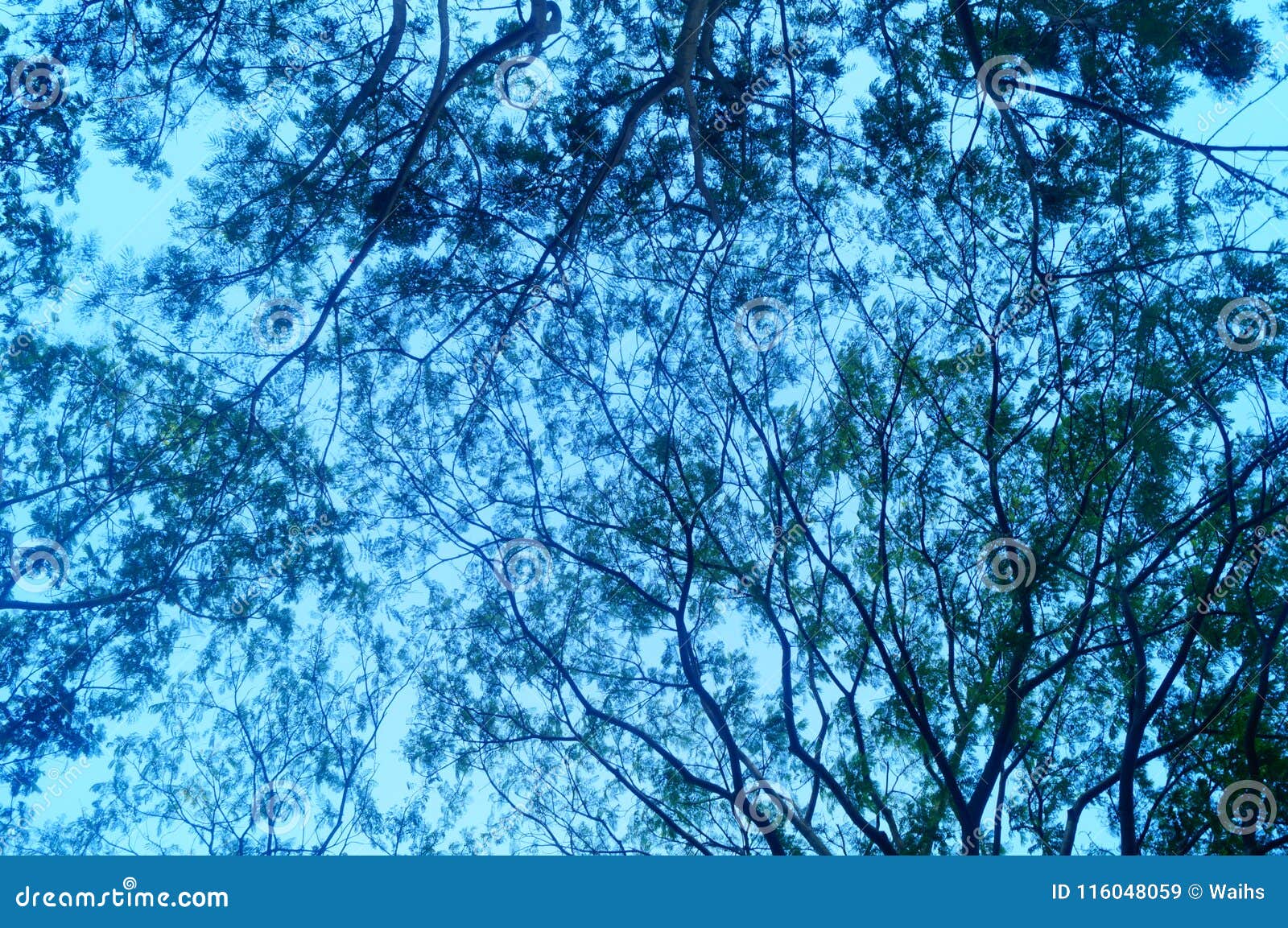 The Landscape of the Branches and Leaves of a Dense Tree Stock Image ...