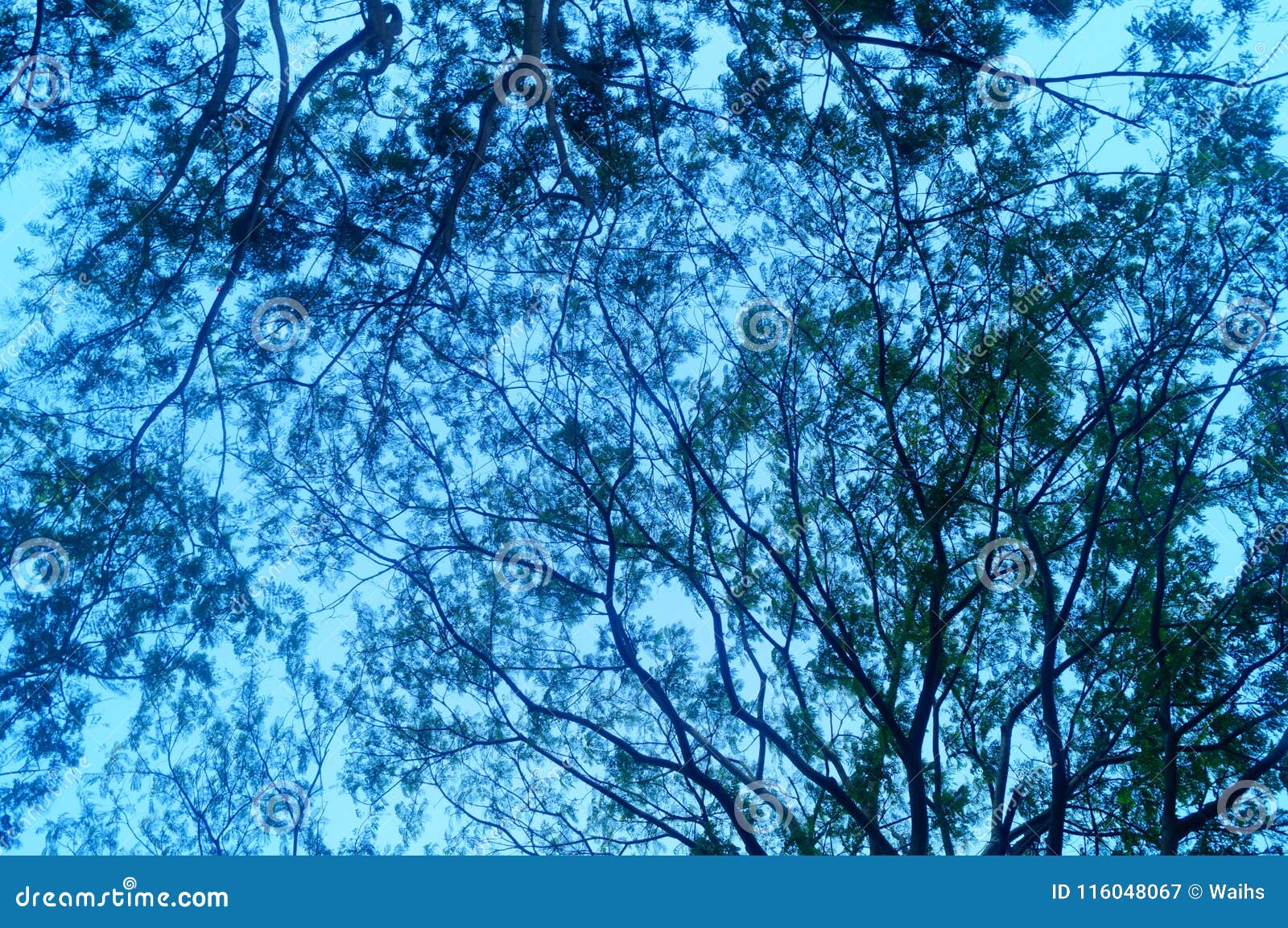 The Landscape of the Branches and Leaves of a Dense Tree Stock Image ...