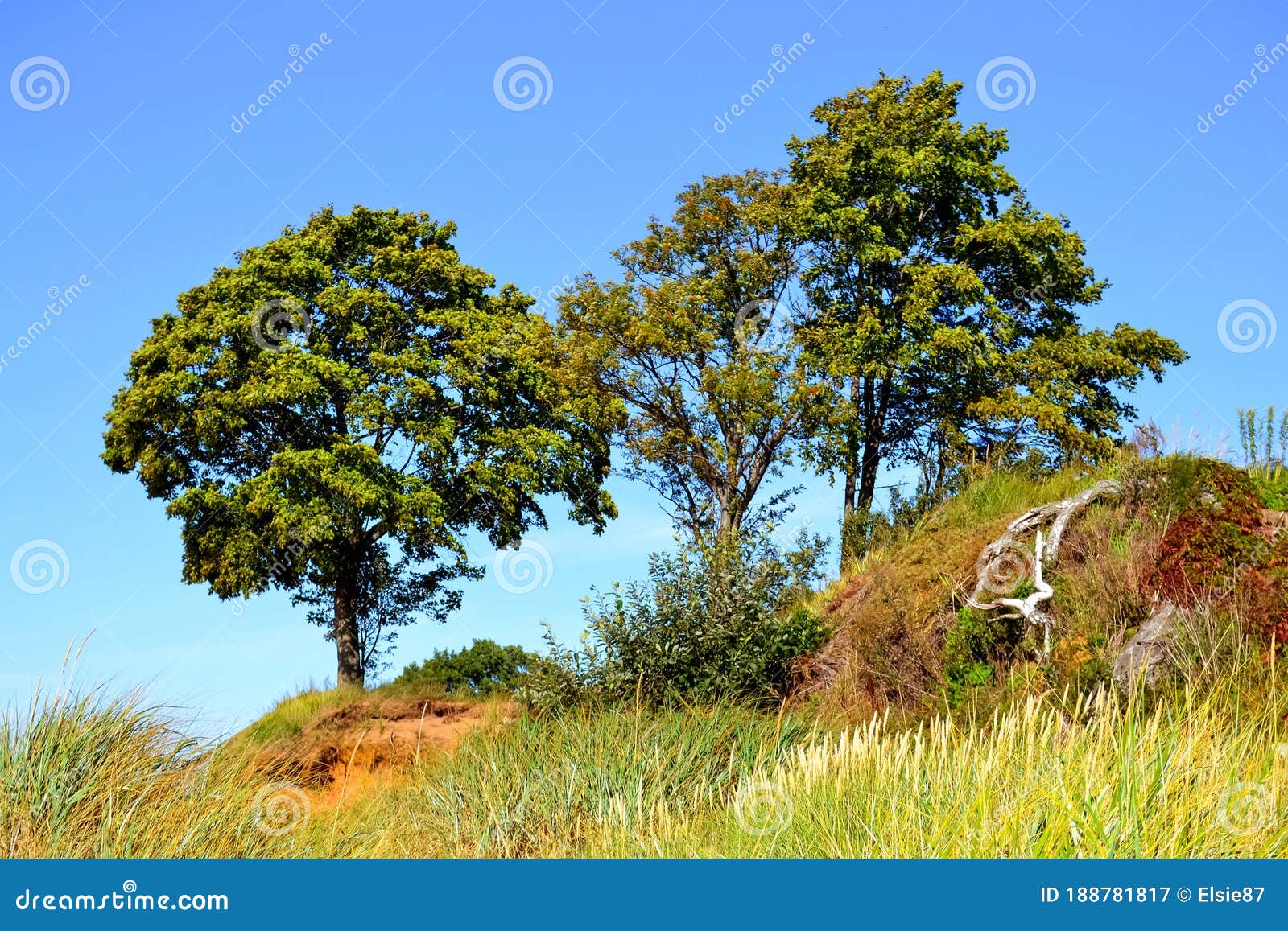 Landscape of Bright Green Trees and the Clean Blue Sky Stock Image ...