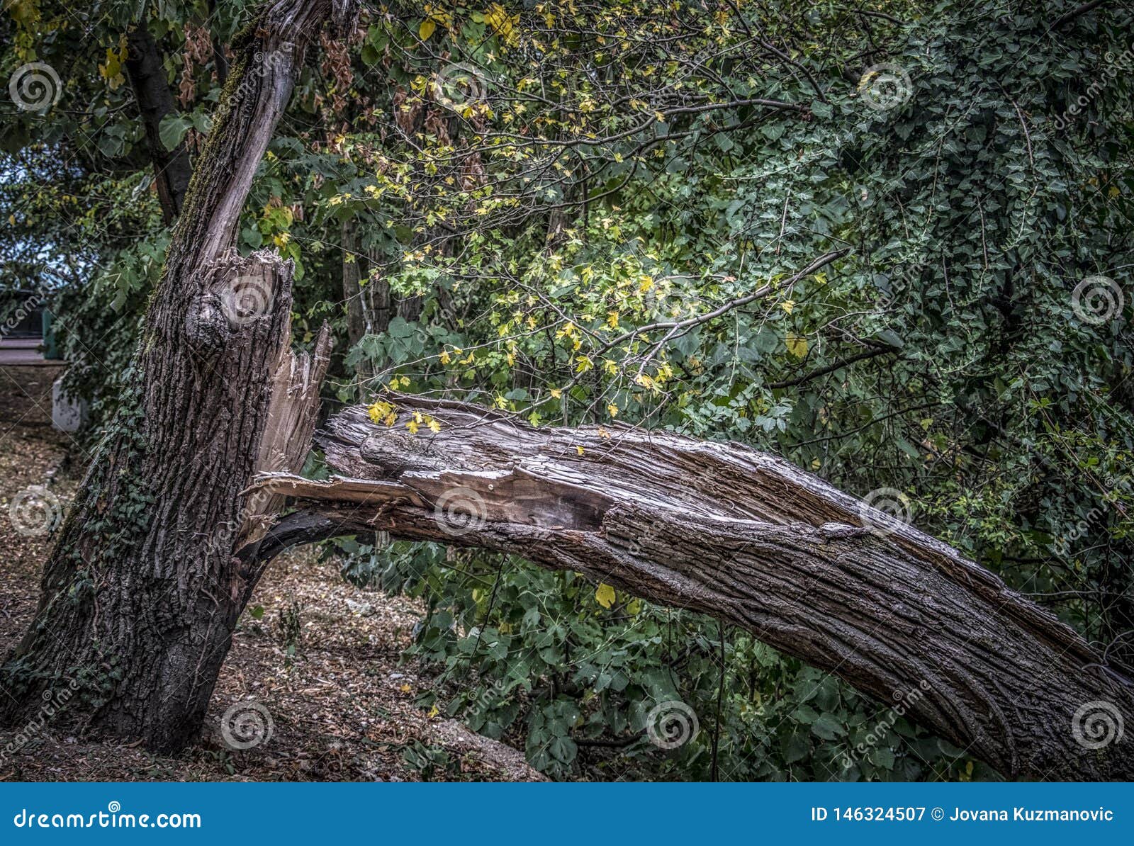 A Broken Tree in Autumn stock image. Image of eastern - 146324507