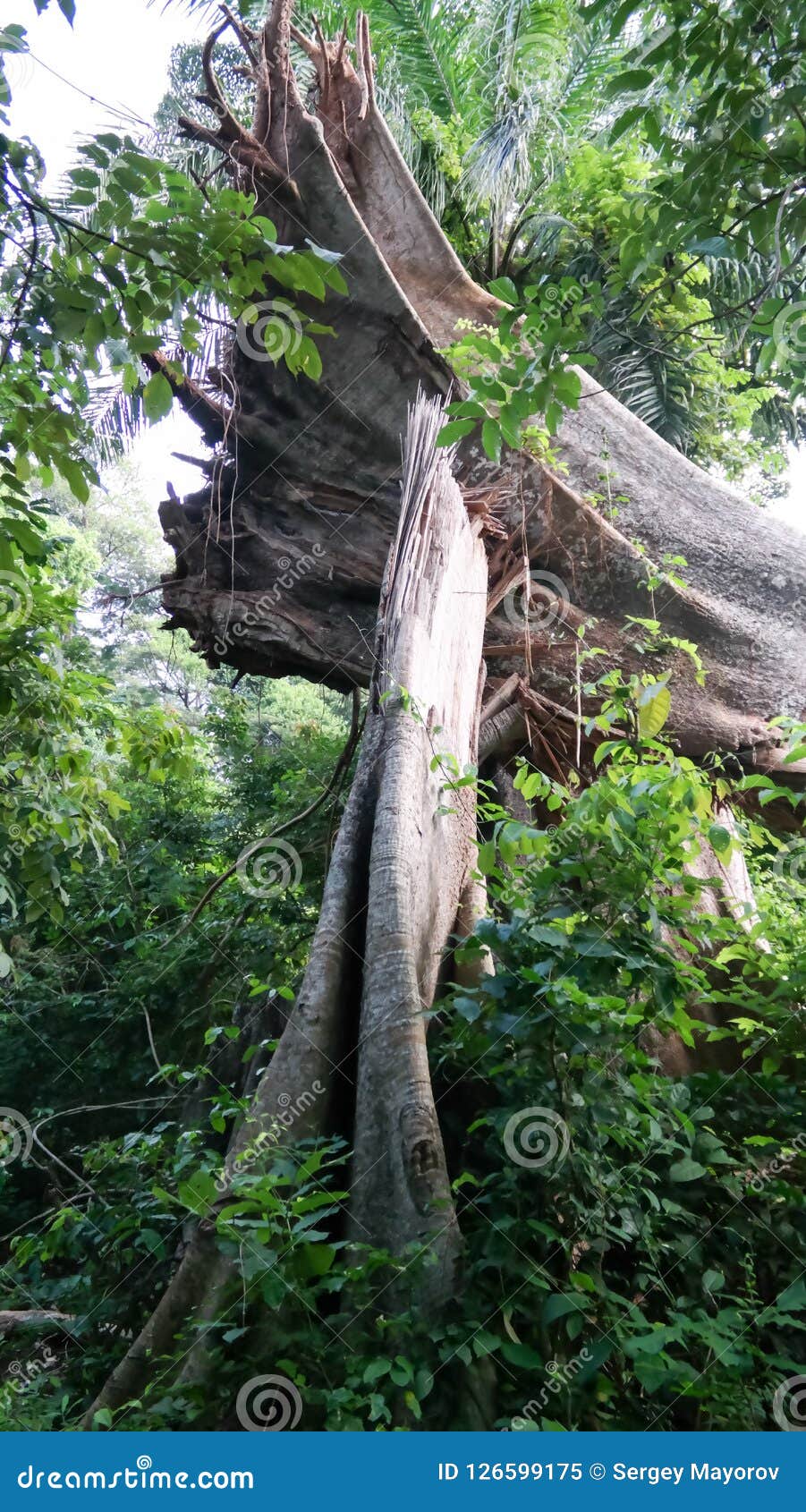 Landscape with the Broken Trees in the Rainforest ,Boabeng Fiema Monkey ...