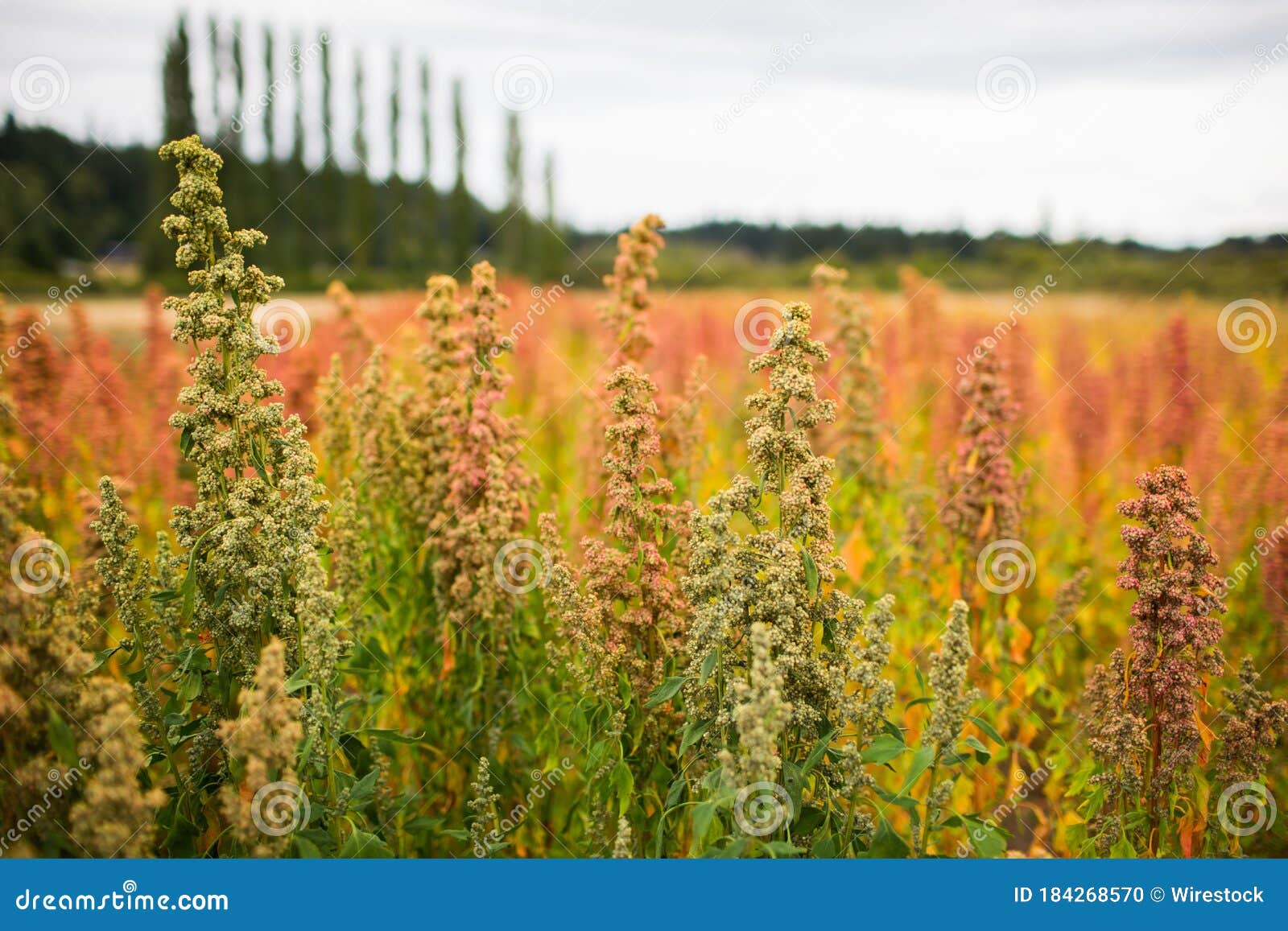 Landscape of a Broom Corn Field Under a Cloudy Sky at Daytime Stock ...