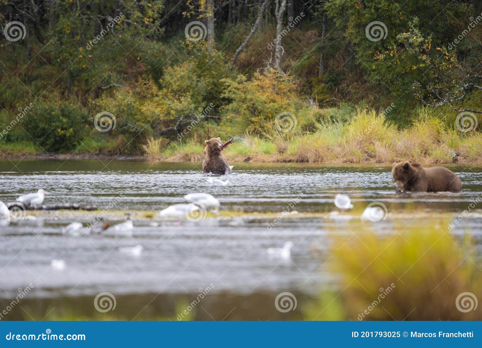 Bears Catching Fish in the Water Stock Image - Image of background ...