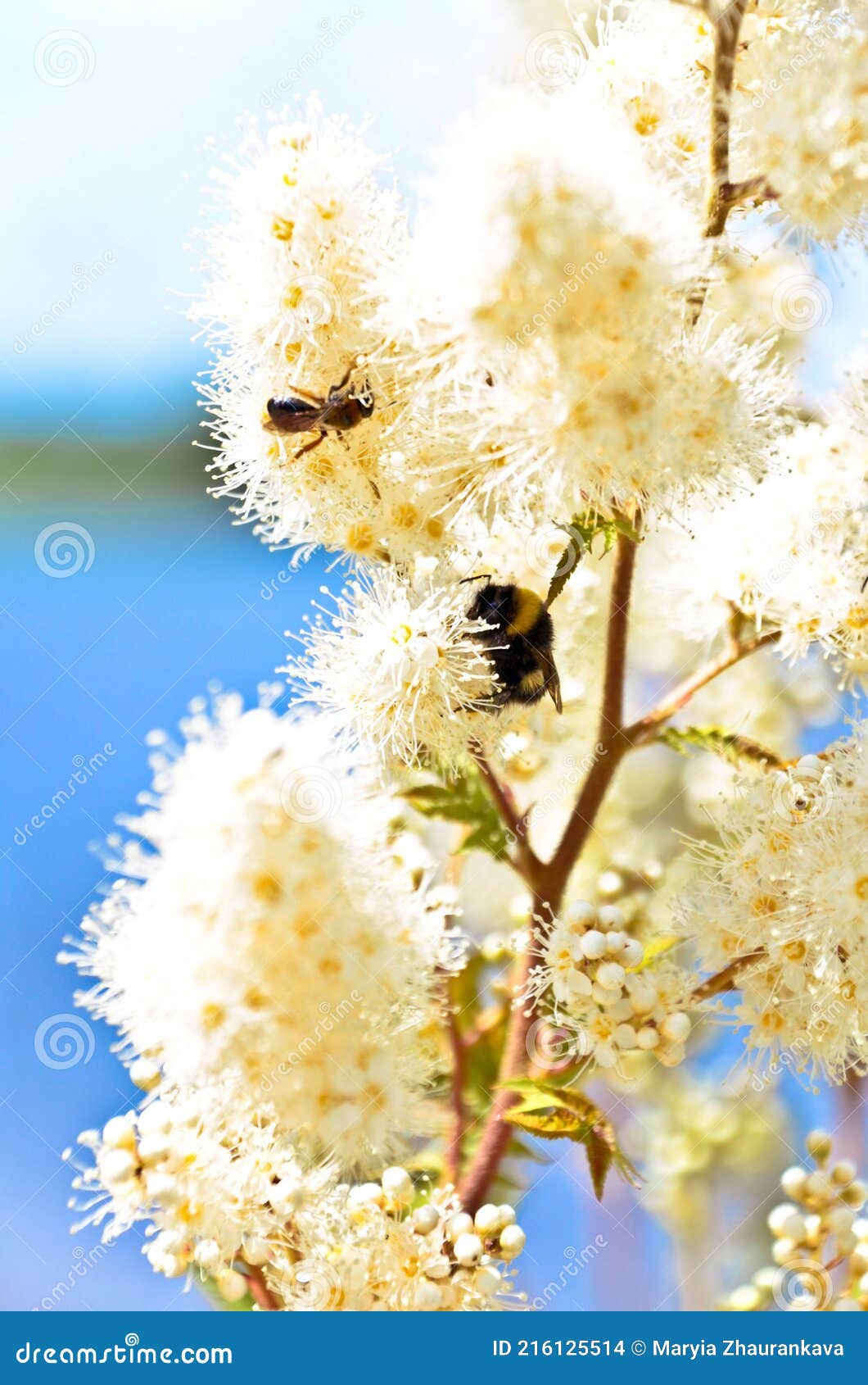 The Landscape with the Bumblebee of the Beautiful White Flowes Stock ...