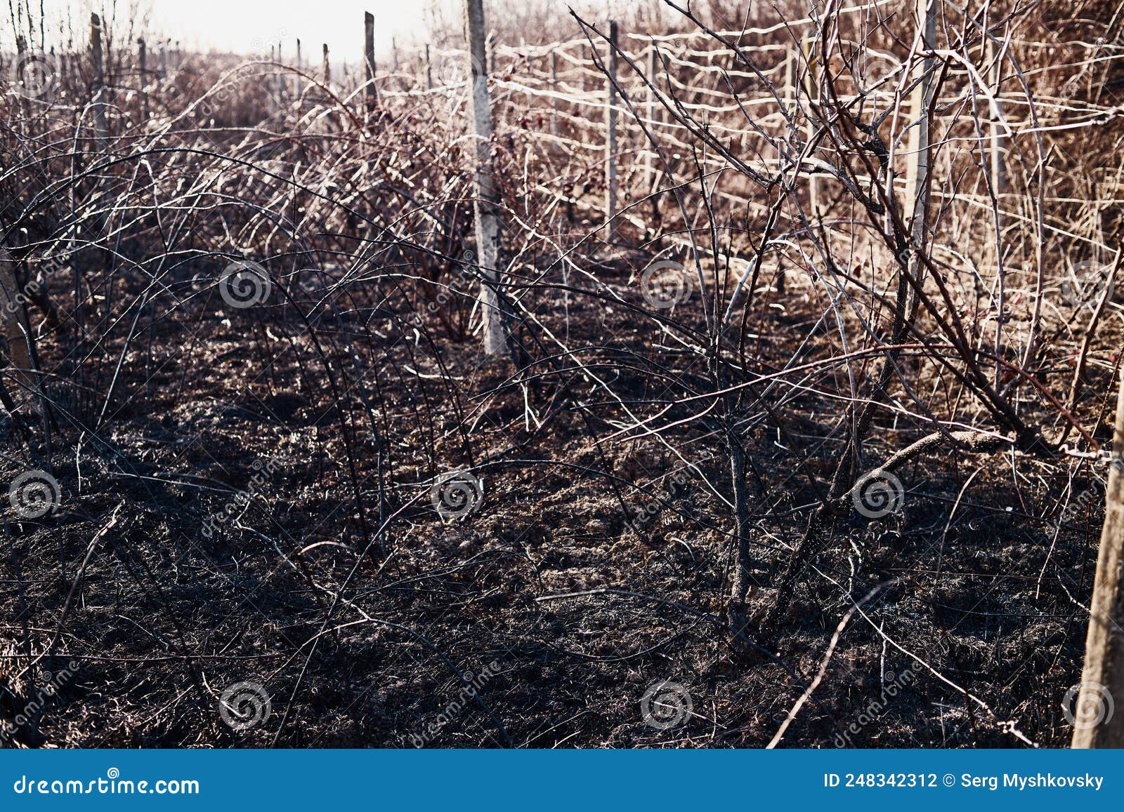 Landscape of a Burnt Vineyard Stock Photo - Image of burnt, grapevine ...