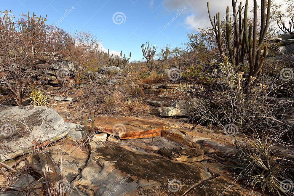 Landscape of Caatinga in Brazil Stock Photo - Image of landscape ...