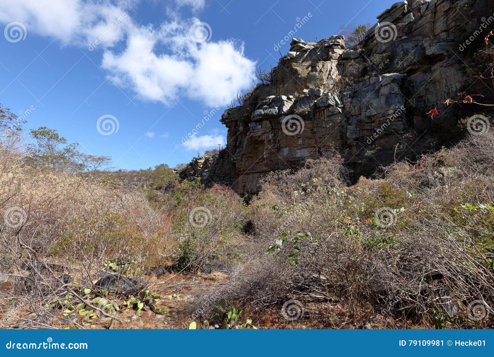 Landscape of Caatinga in Brazil Stock Image - Image of stone, cactus ...