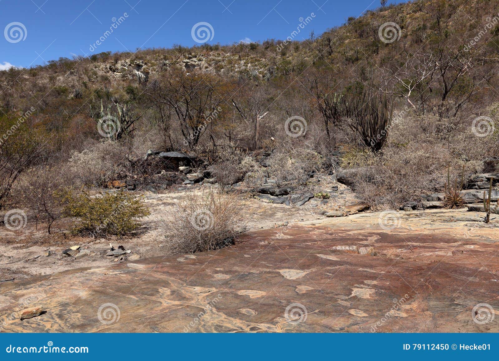 Landscape of Caatinga in Brazil Stock Photo - Image of rocks ...