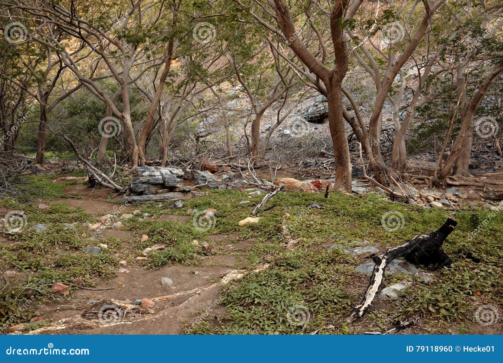 Landscape of Caatinga in Brazil Stock Photo - Image of savannah ...