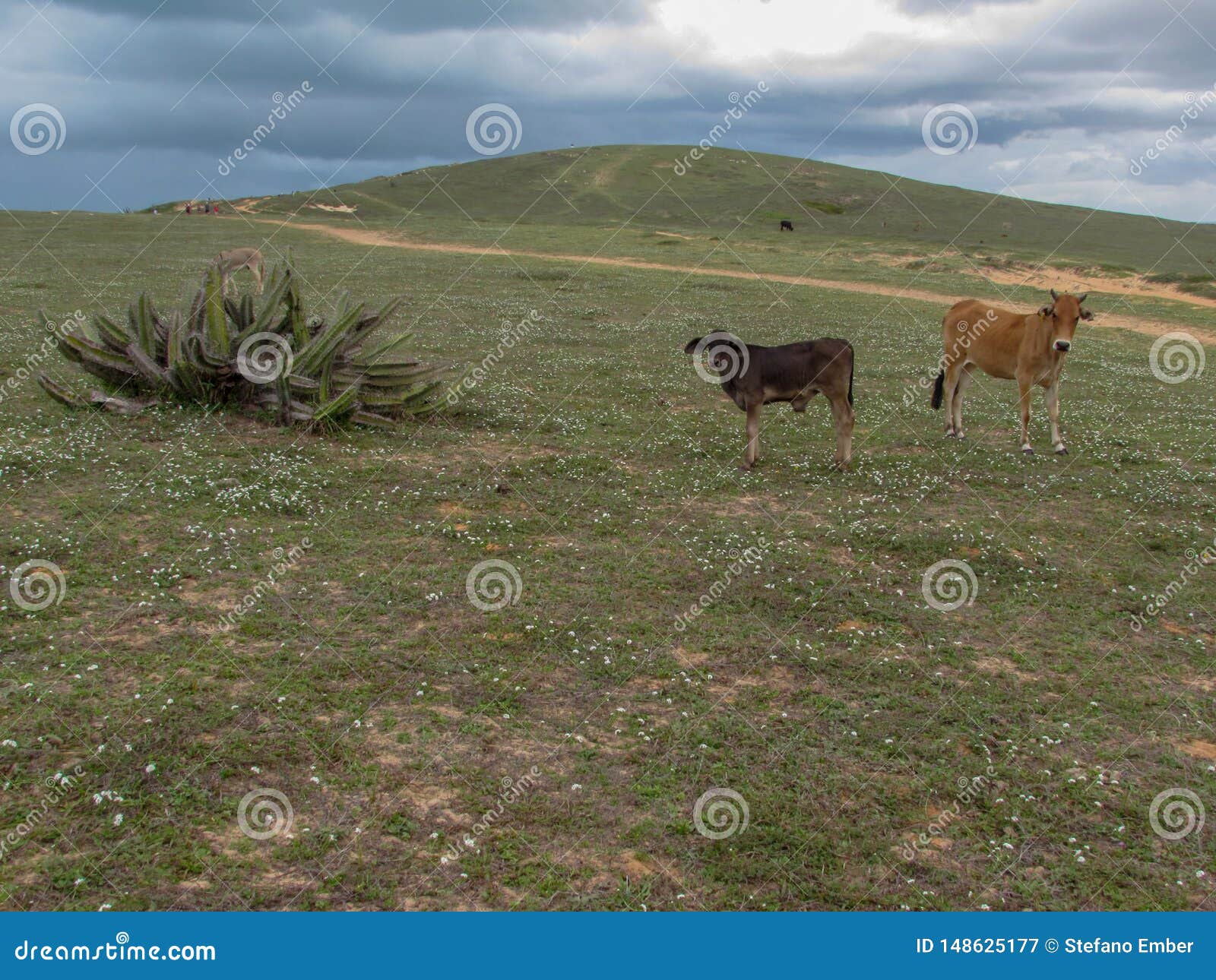 Landscape with Cactus and Cows at Jericoacoara, Brazil Stock Image ...
