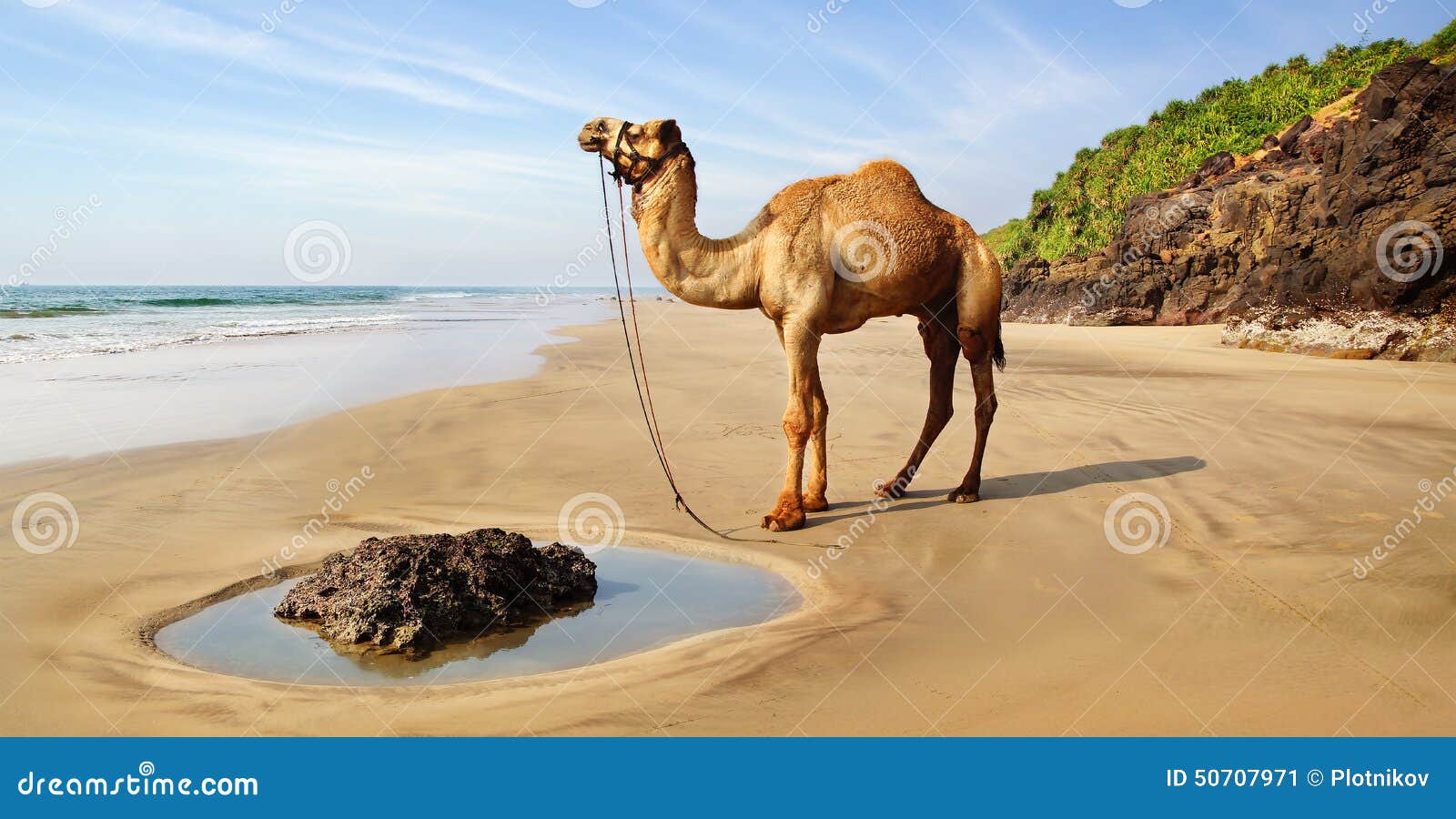 Landscape with Camel, India Stock Image - Image of arid, camel: 50707971