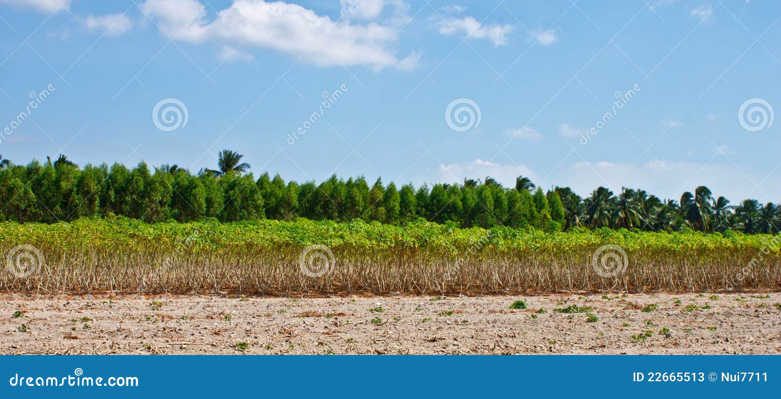 Landscape of cassava crop stock image. Image of agriculture - 22665513