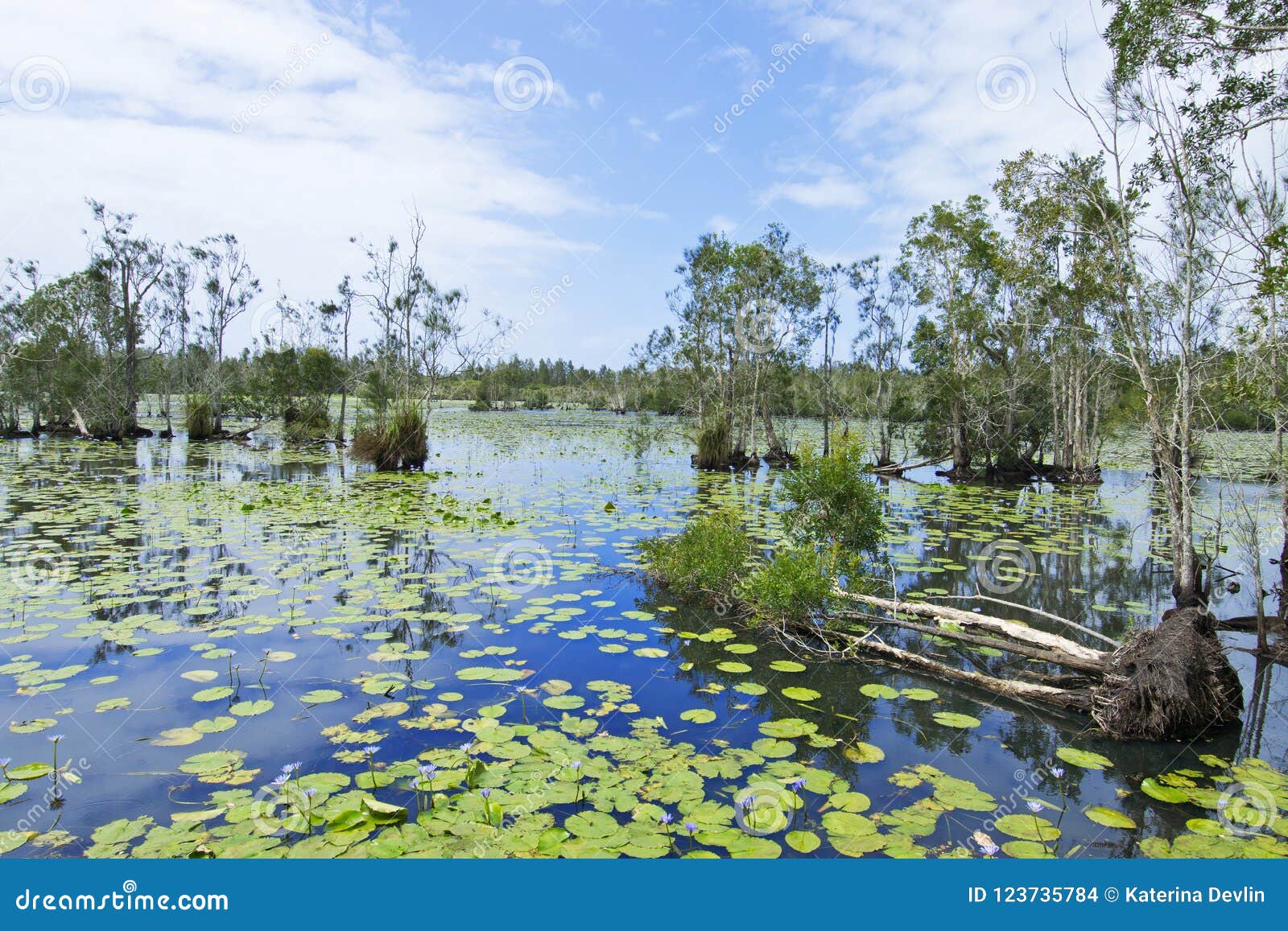Landscape in Cattai Wetlands Stock Photo - Image of wetland, freshwater ...