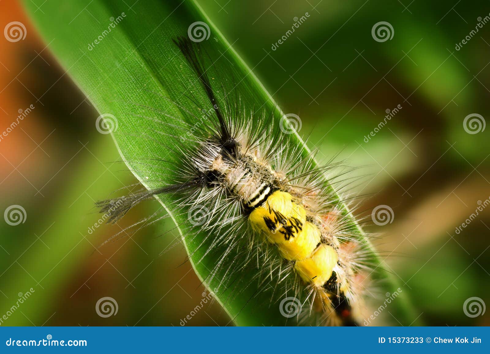 Landscape of Catterpillar Crawling on Leaf Stock Image - Image of green ...
