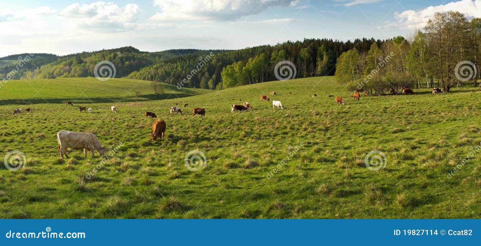 Landscape with cattle stock photo. Image of cows, cattle - 19827114