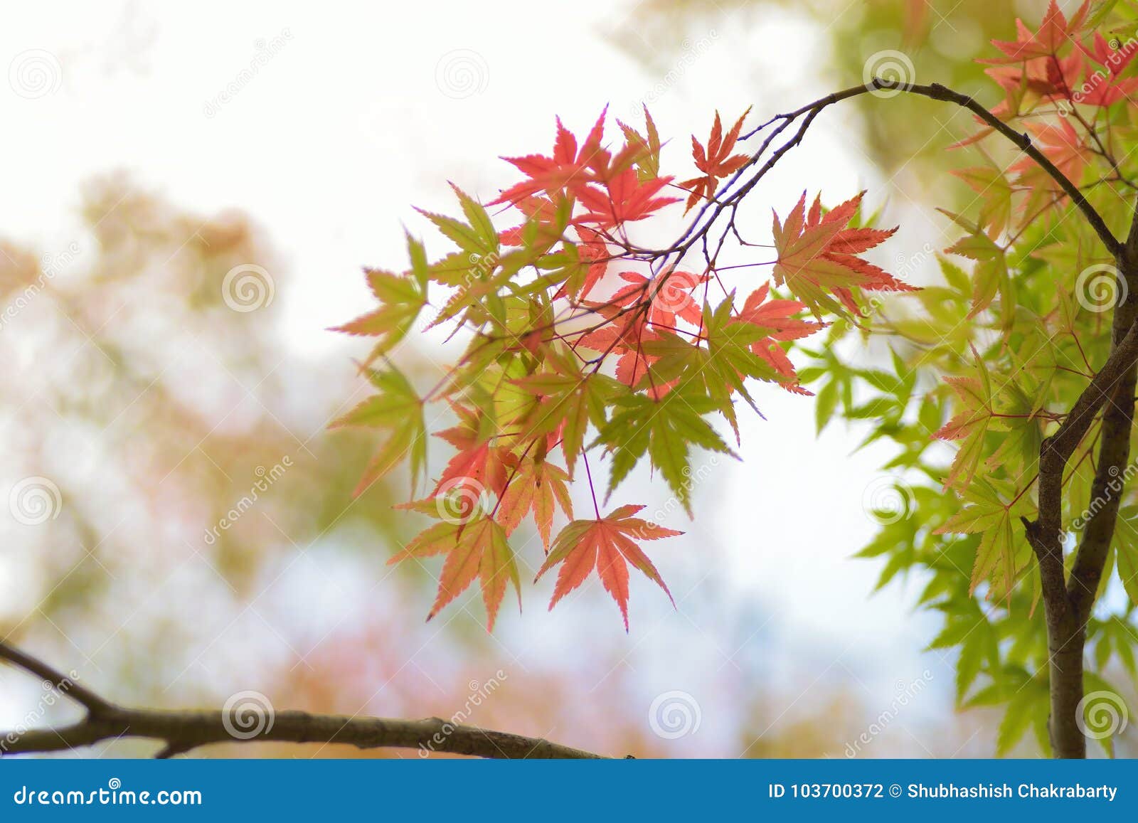Landscape of Changing Color Japanese Maple Leaves with Blurred ...