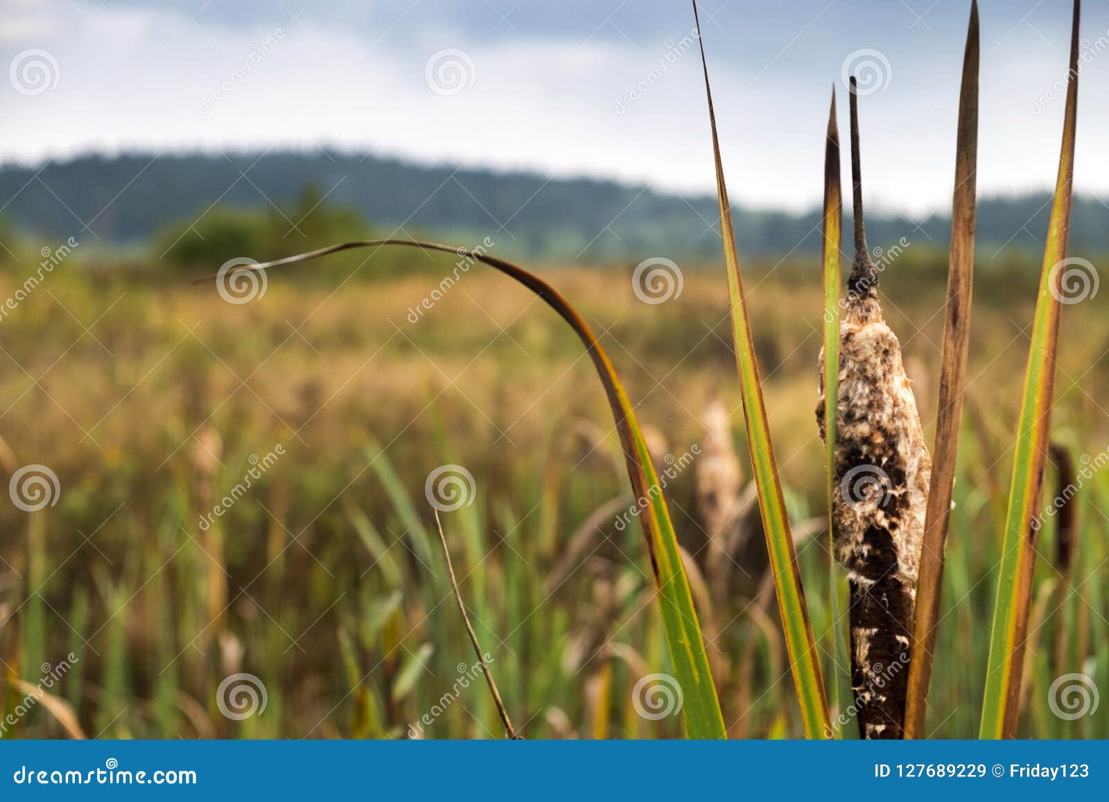 Landscape with Cloudy Sky and Reed Stock Image - Image of natural ...