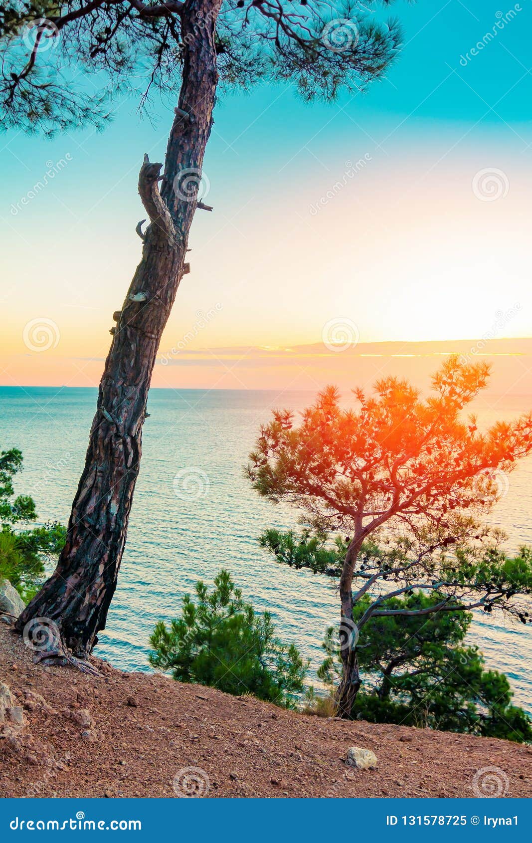 Landscape with Coast with Pine Forest at Sunset Stock Image - Image of ...